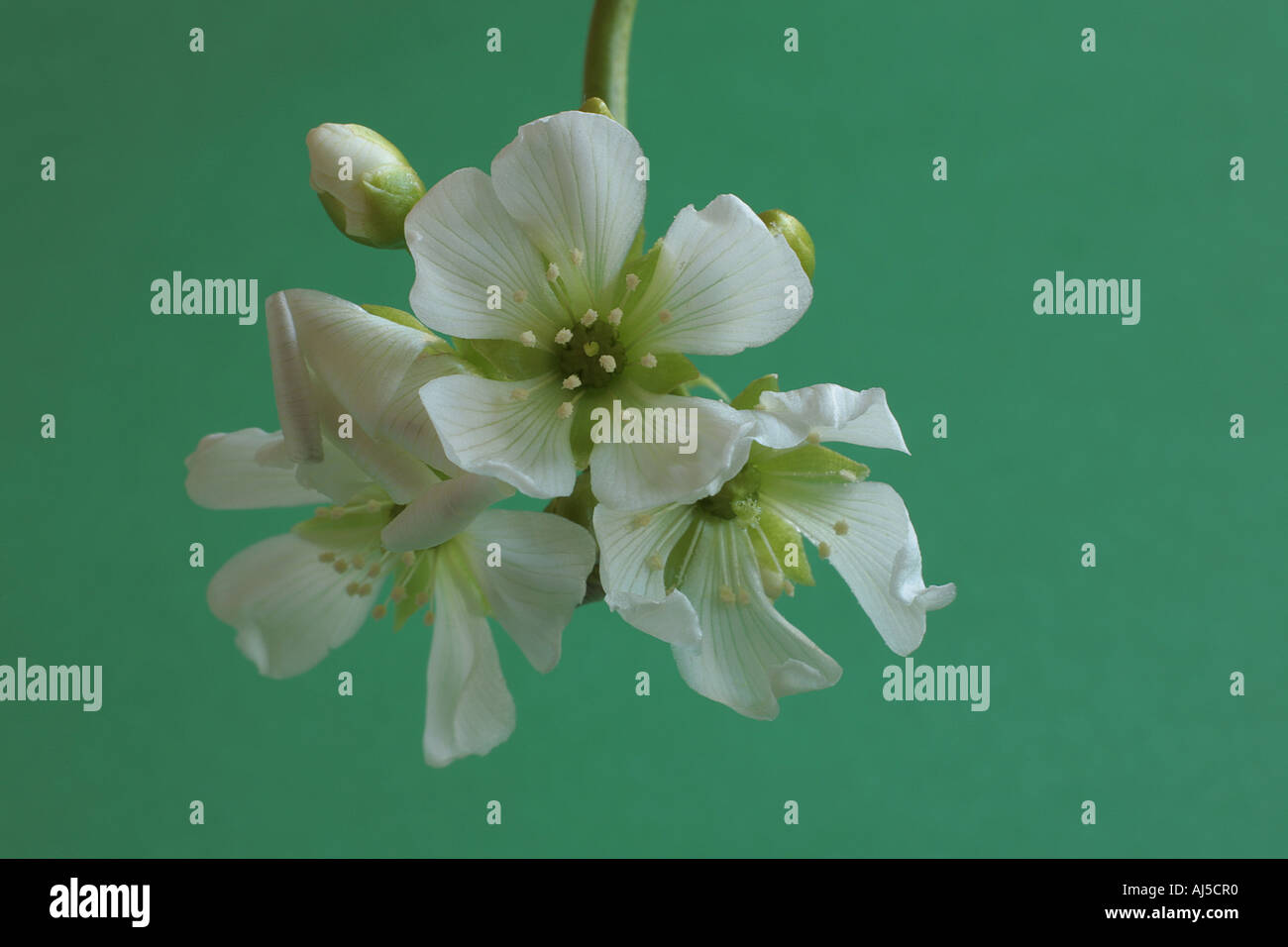 Venus Fly Trap flower Stock Photo - Alamy