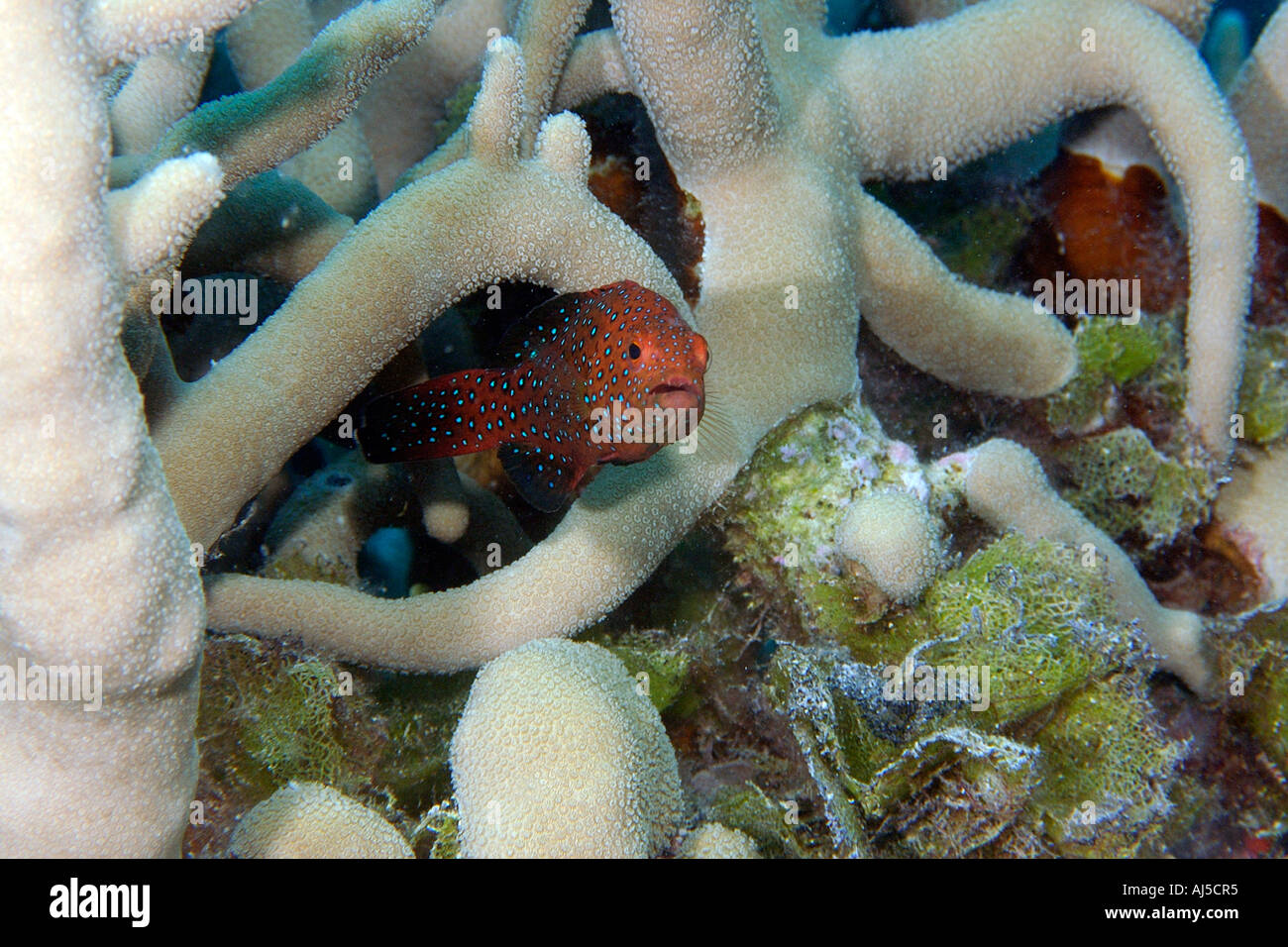 Coral grouper Cephalopholis miniata sheltered in hard coral Porites ...