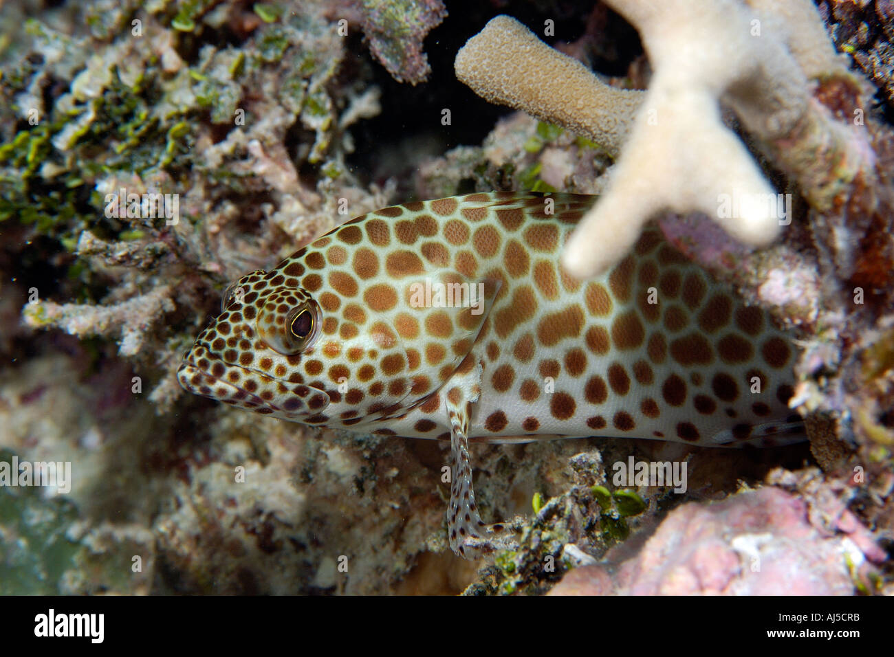 Honeycomb grouper Epinephelus merra Ailuk atoll Marshall Islands ...