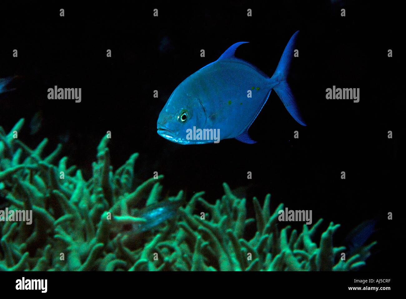 Bluefin trevally Caranx melampygus Ailuk atoll Marshall Islands Pacific ...