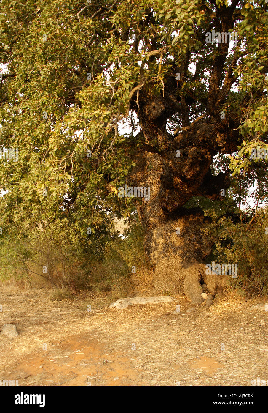 Yigal allon plan hi-res stock photography and images - Alamy