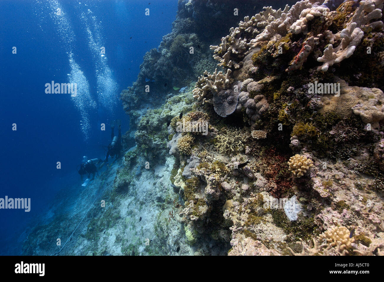 Divers conducts reef survey on reef slope Ailuk atoll Marshall Islands ...