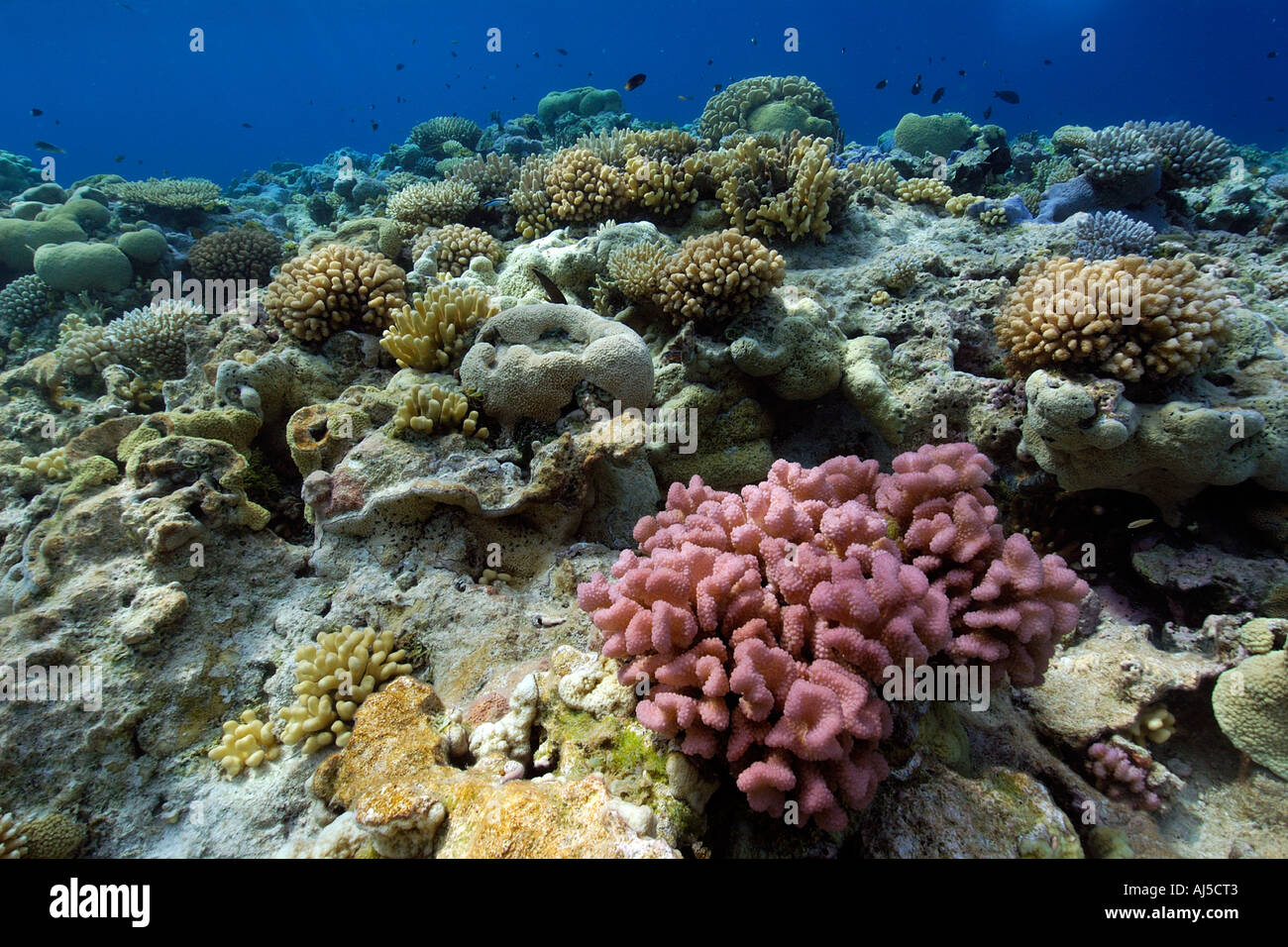 Marshall islands climate hi-res stock photography and images - Alamy