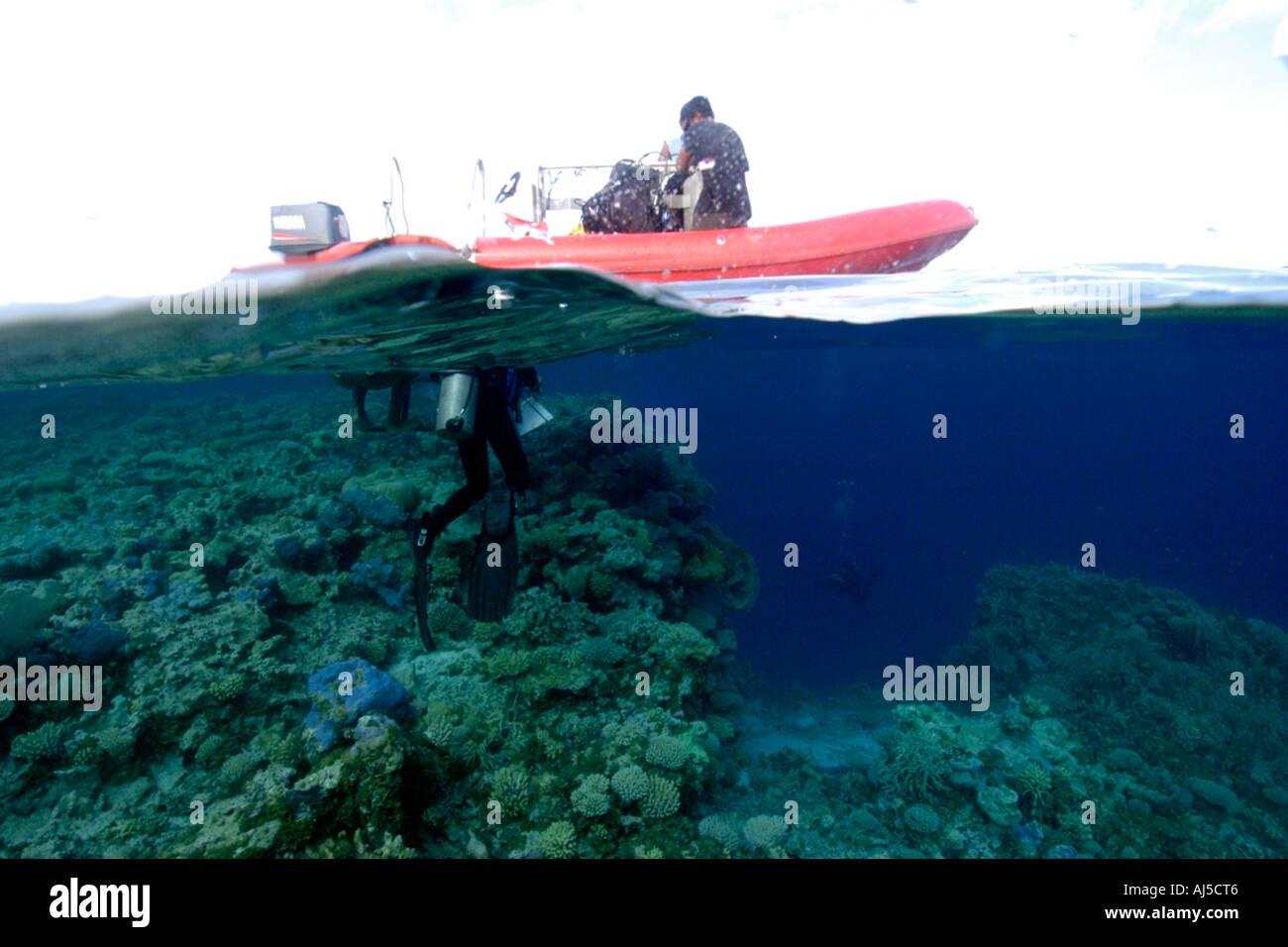 Divers ascend to the skiff after surveying the reef Ailuk atoll ...