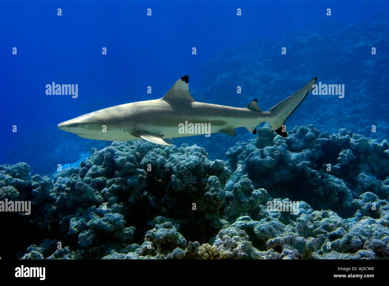 Jaws black tip reef shark hi-res stock photography and images - Alamy