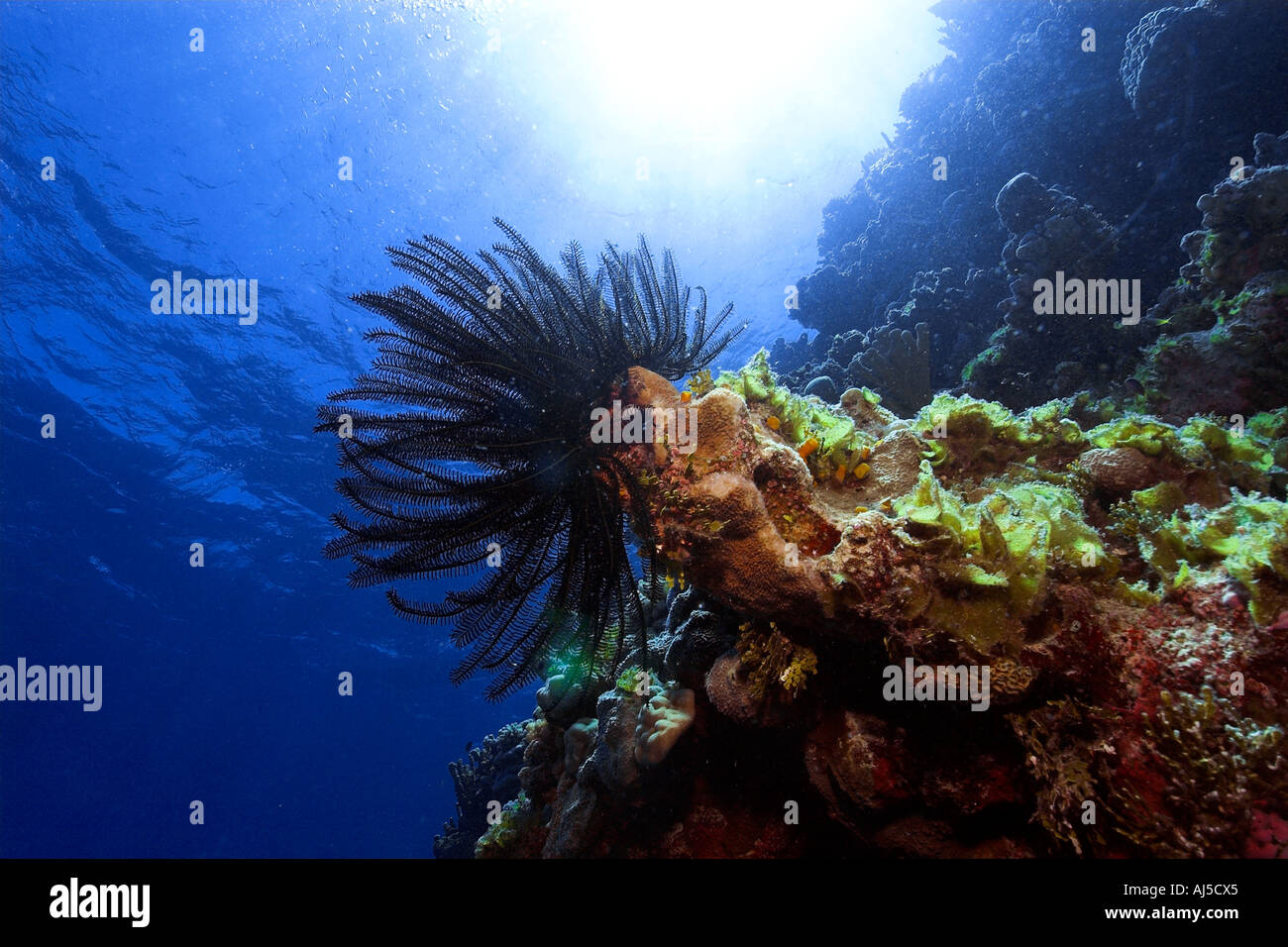 Feather star on drop off and sun burst Ailuk atoll Marshall Islands ...
