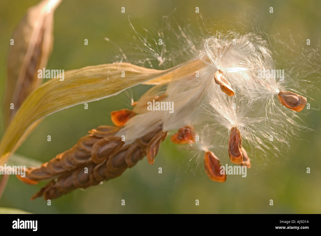 Milkweed seedpod hi-res stock photography and images - Alamy