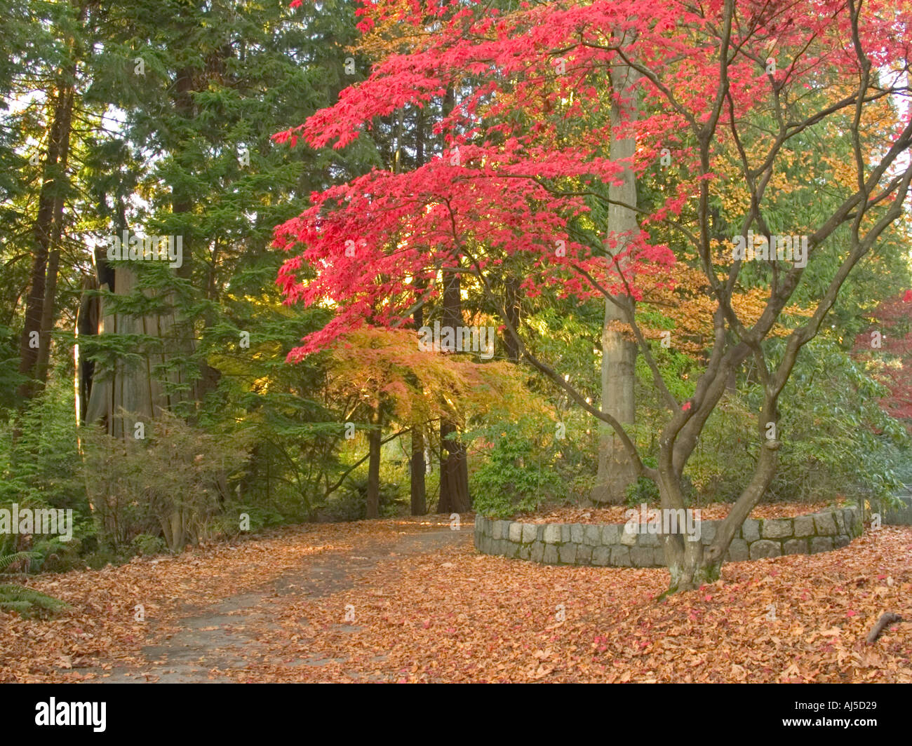 Japanese maple tree vancouver hi-res stock photography and images - Alamy
