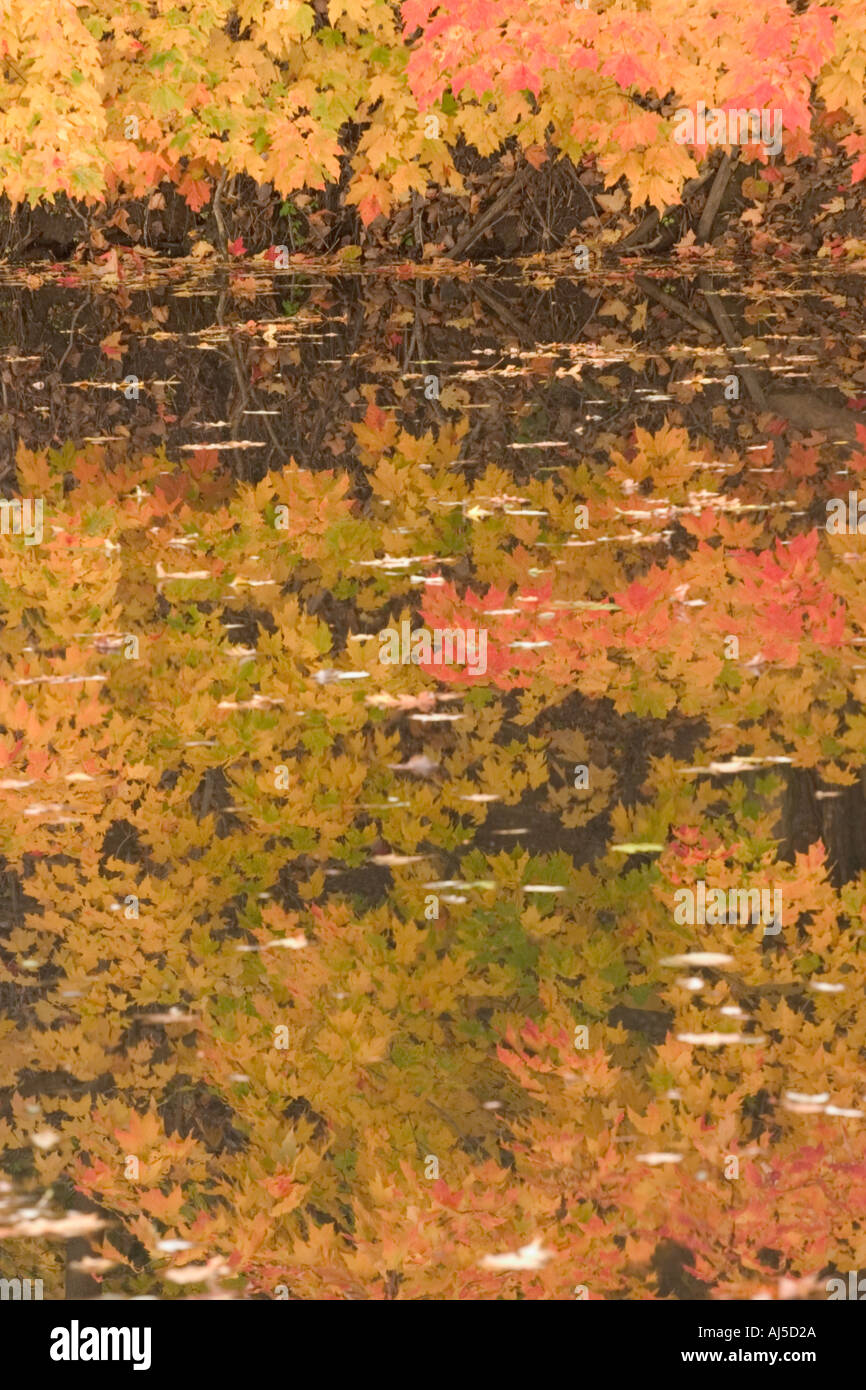 Silver maple trees hi-res stock photography and images - Alamy