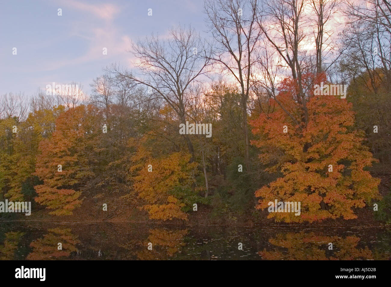 Silver maple trees hi-res stock photography and images - Alamy