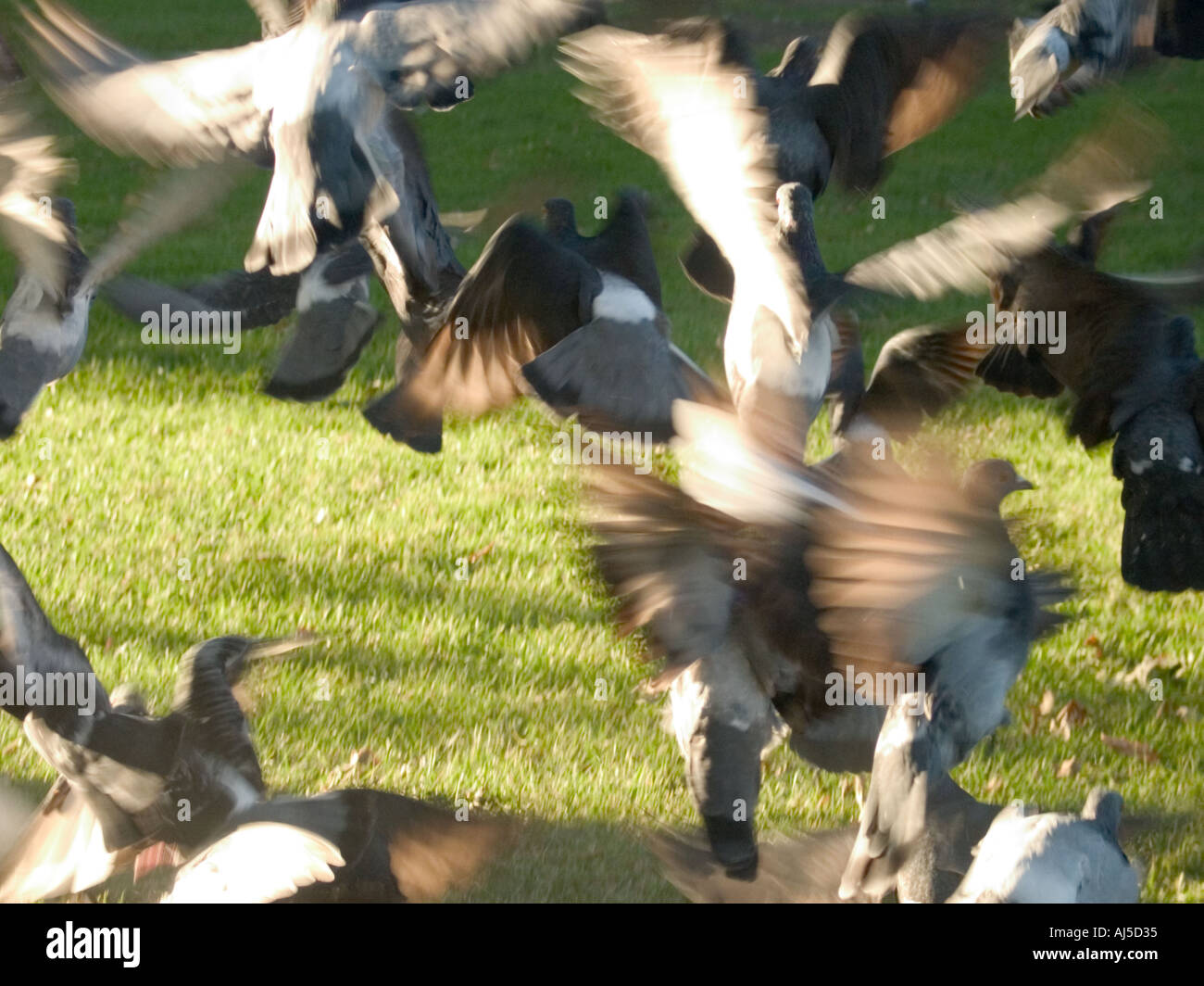 Pigeons taking flight hi-res stock photography and images - Alamy