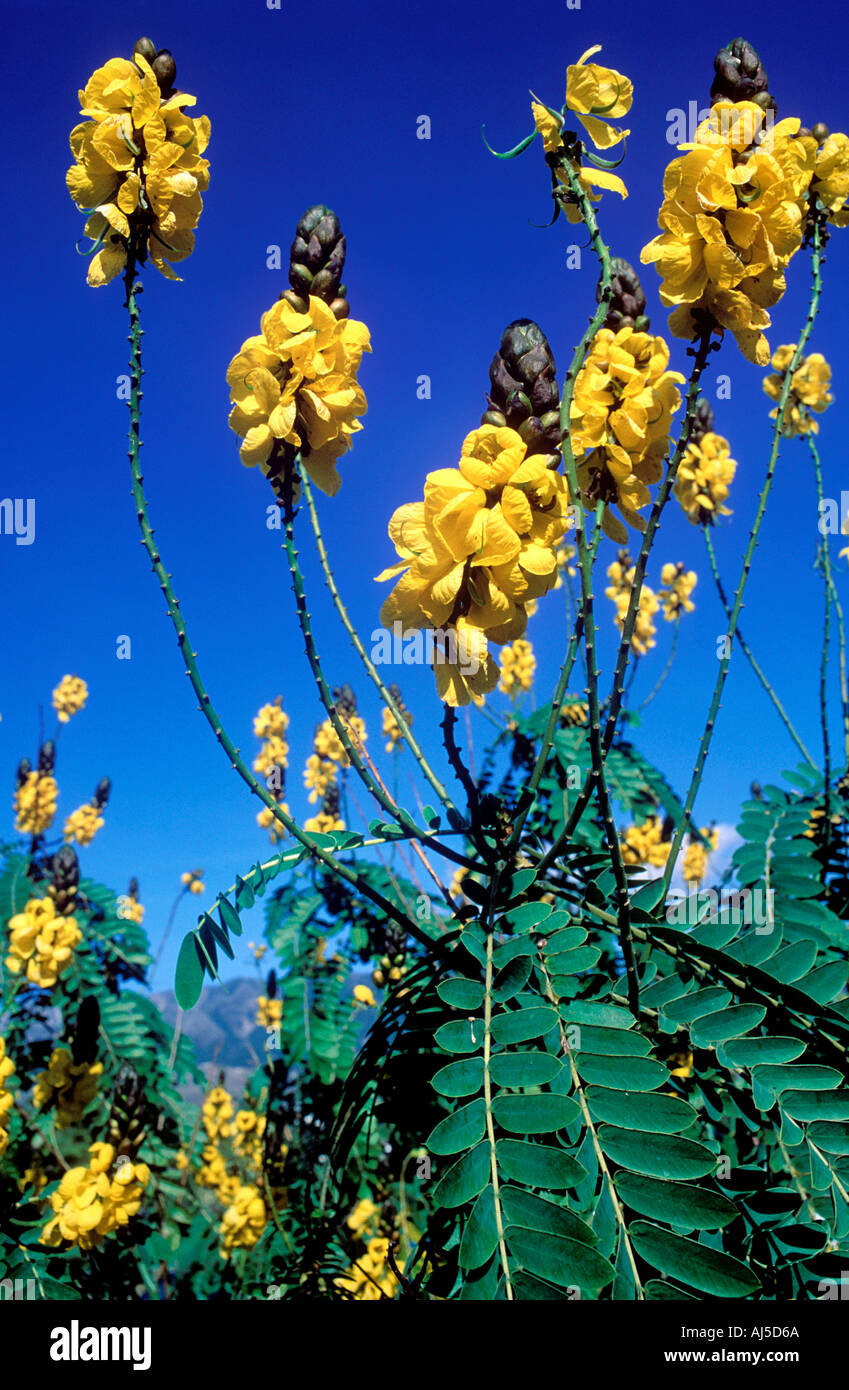 Plough flowers hi-res stock photography and images - Alamy