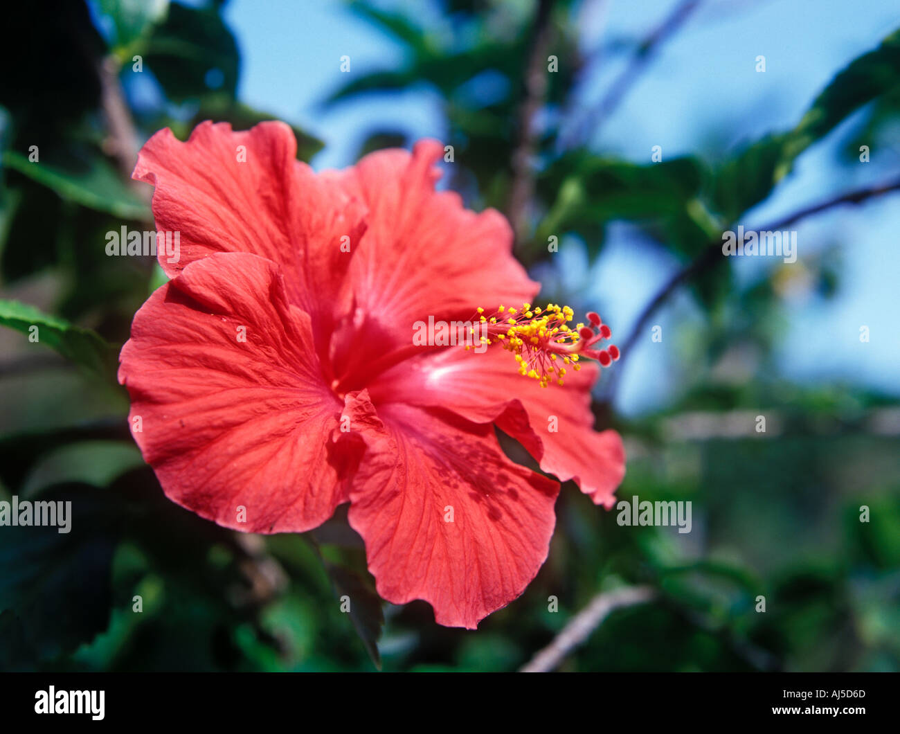 Hibiscus flower andalucia hi-res stock photography and images - Alamy