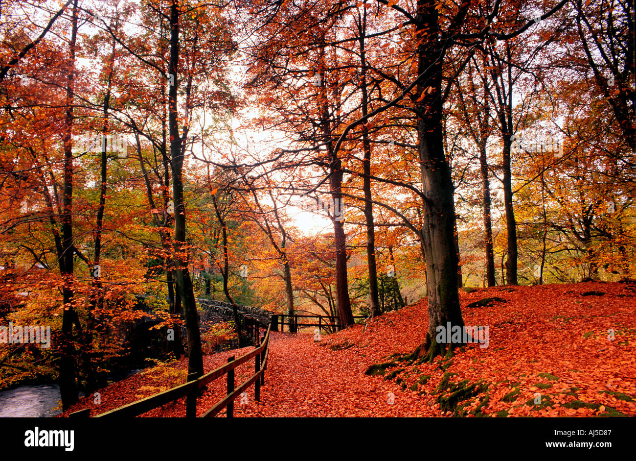 forest lake district cumbria england uk Stock Photo - Alamy