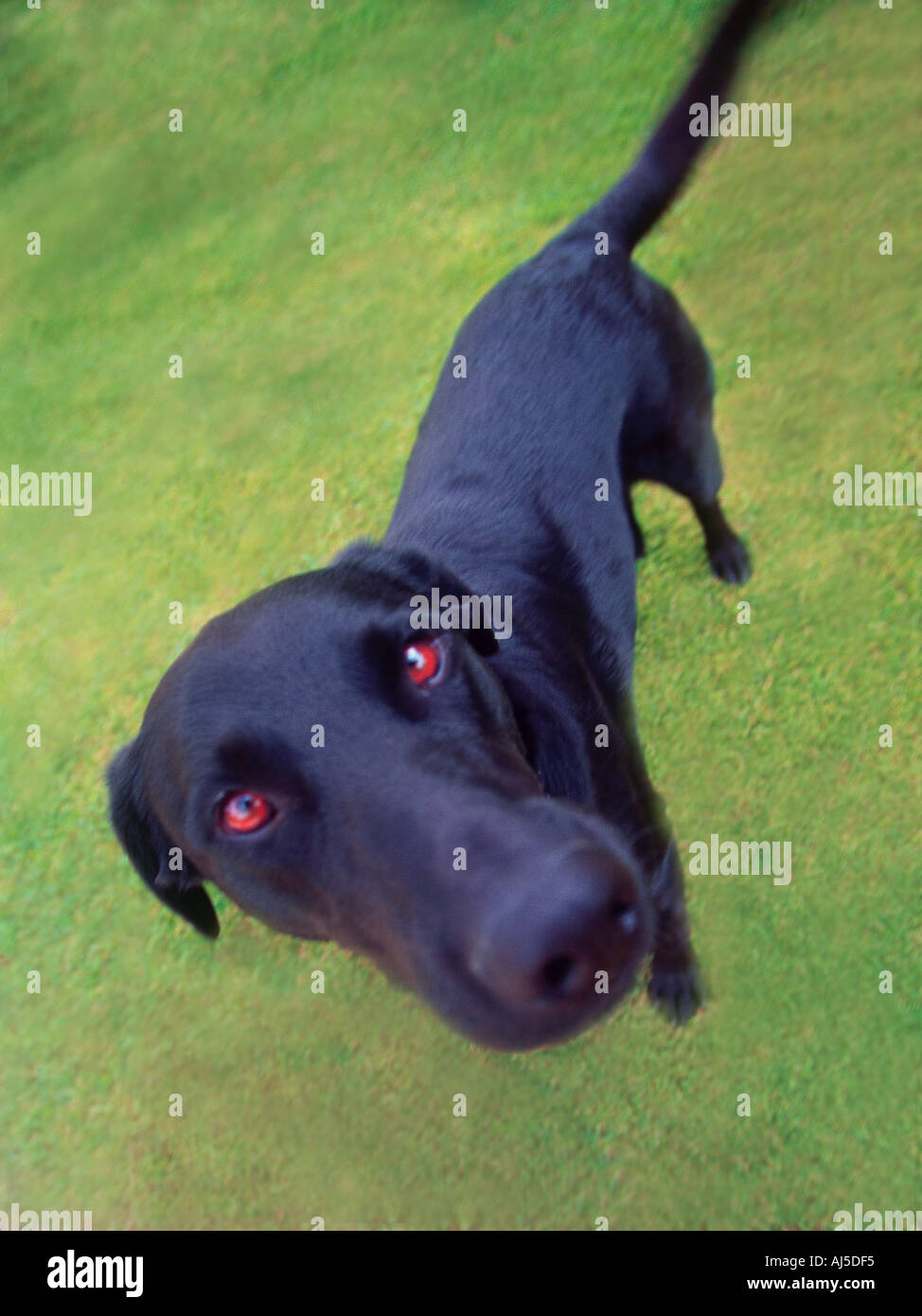 Look up description hi-res stock photography and images - Alamy