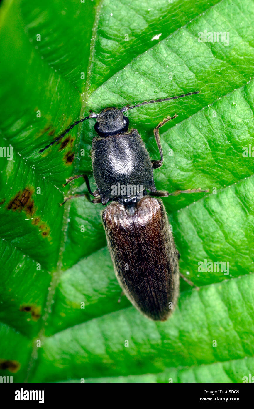 Photographing beetles hi-res stock photography and images - Alamy