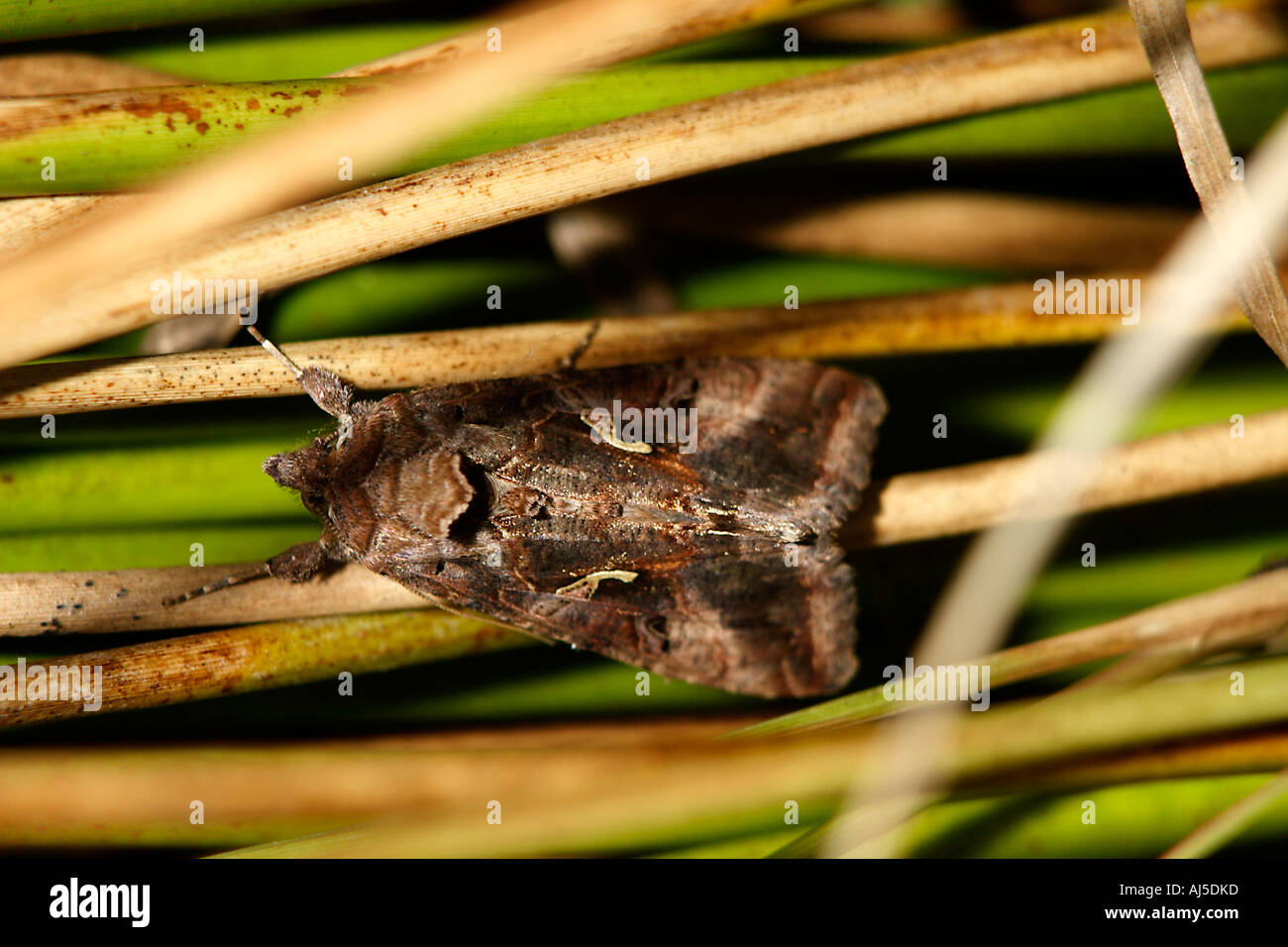 Silver Y Moth Stock Photo - Alamy