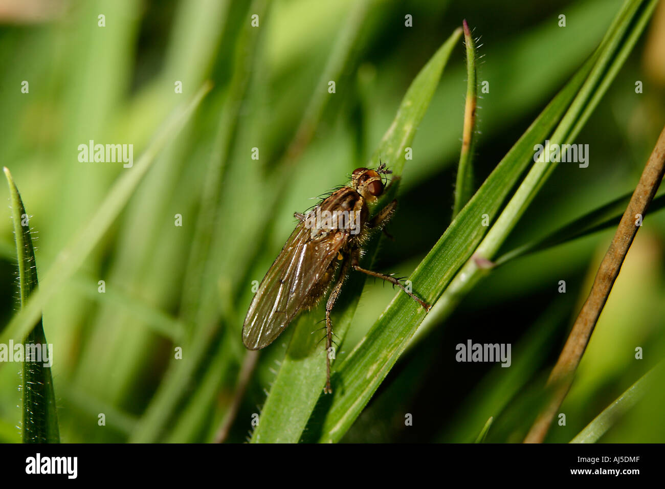 Small yellow creatures hi-res stock photography and images - Alamy