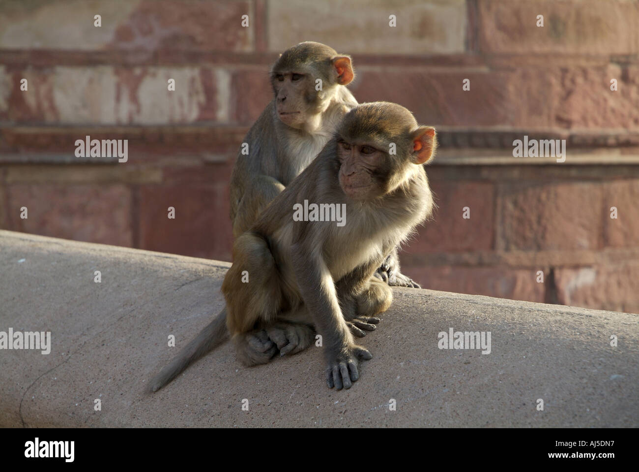 Monkeys at Agra Fort in India Stock Photo - Alamy