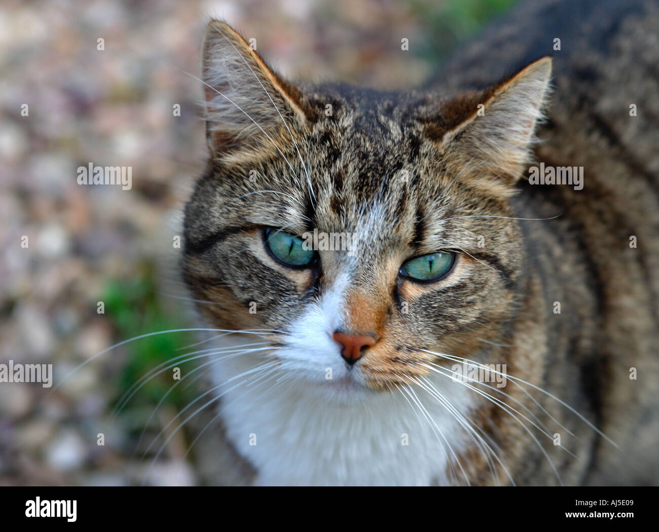 The watchful, pet, tabby cat in the garden Stock Photo - Alamy