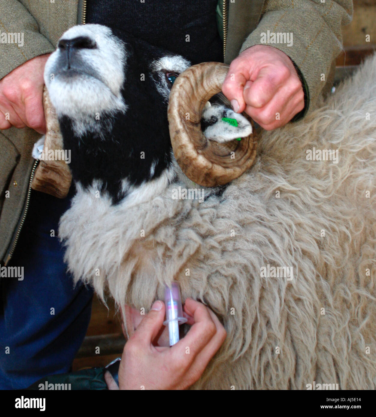 Health check. Blood samples for healthy stock control of sheep breeding ...