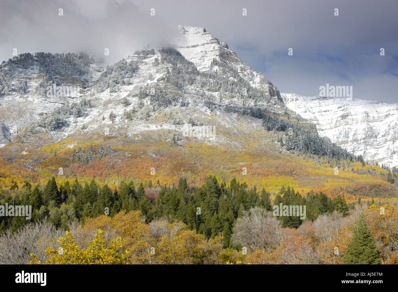 Fall foliage in the wasatch mountains, utah Stock Photo - Alamy