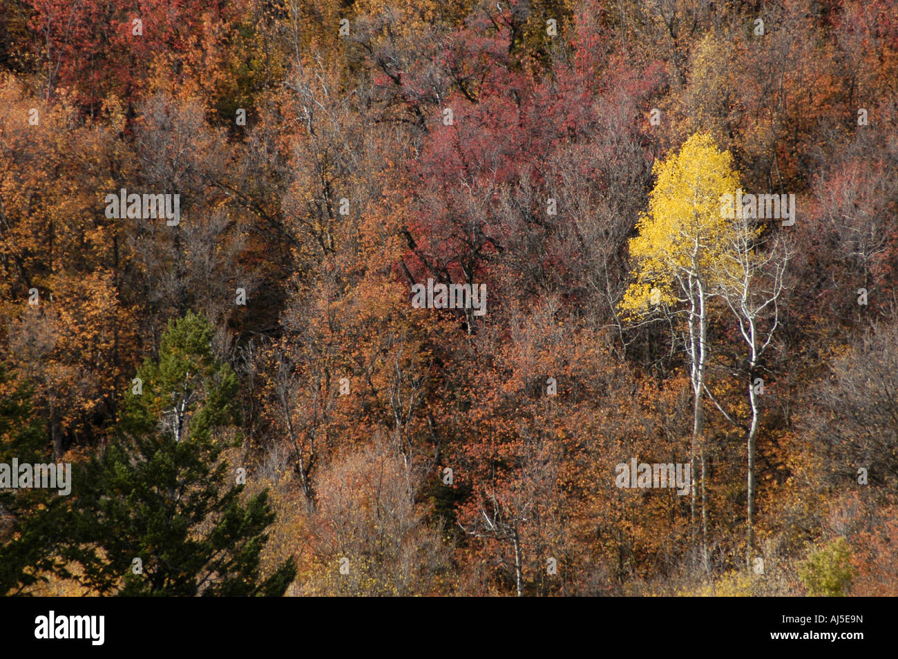 Fall foliage in the wasatch mountains, utah Stock Photo - Alamy