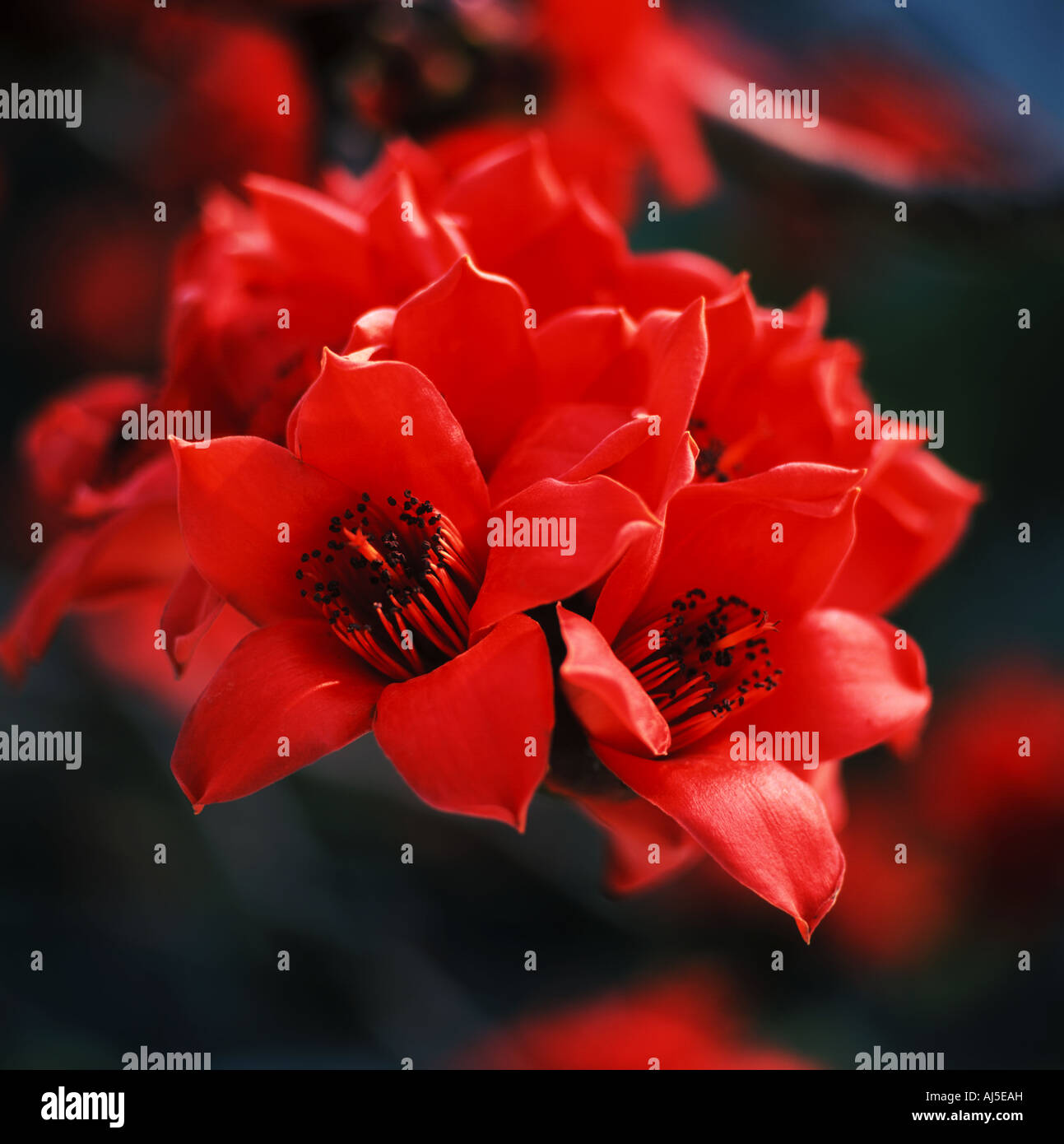 Kapok tree flower hi-res stock photography and images - Alamy