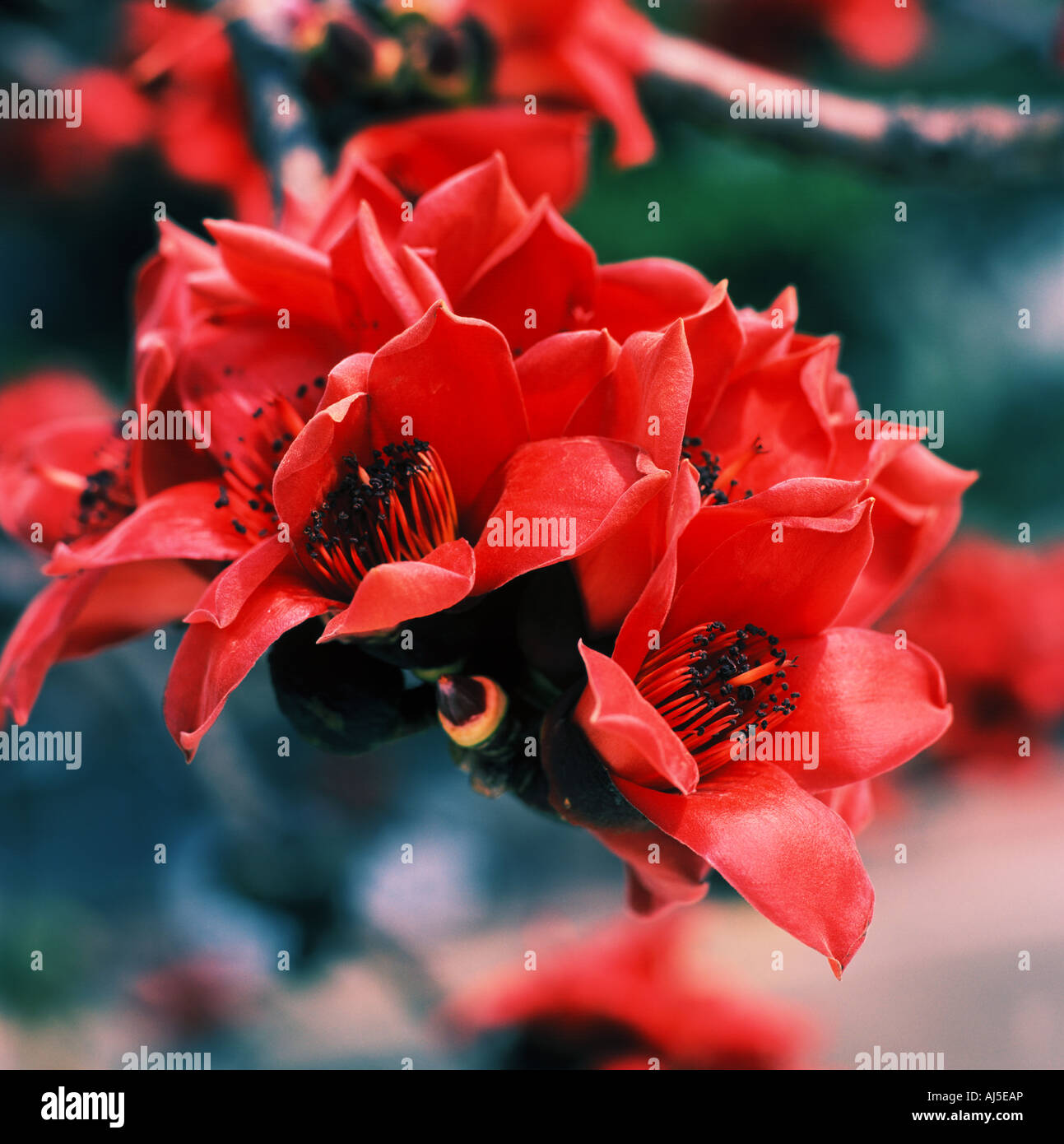 Red kapok flowers hi-res stock photography and images - Alamy