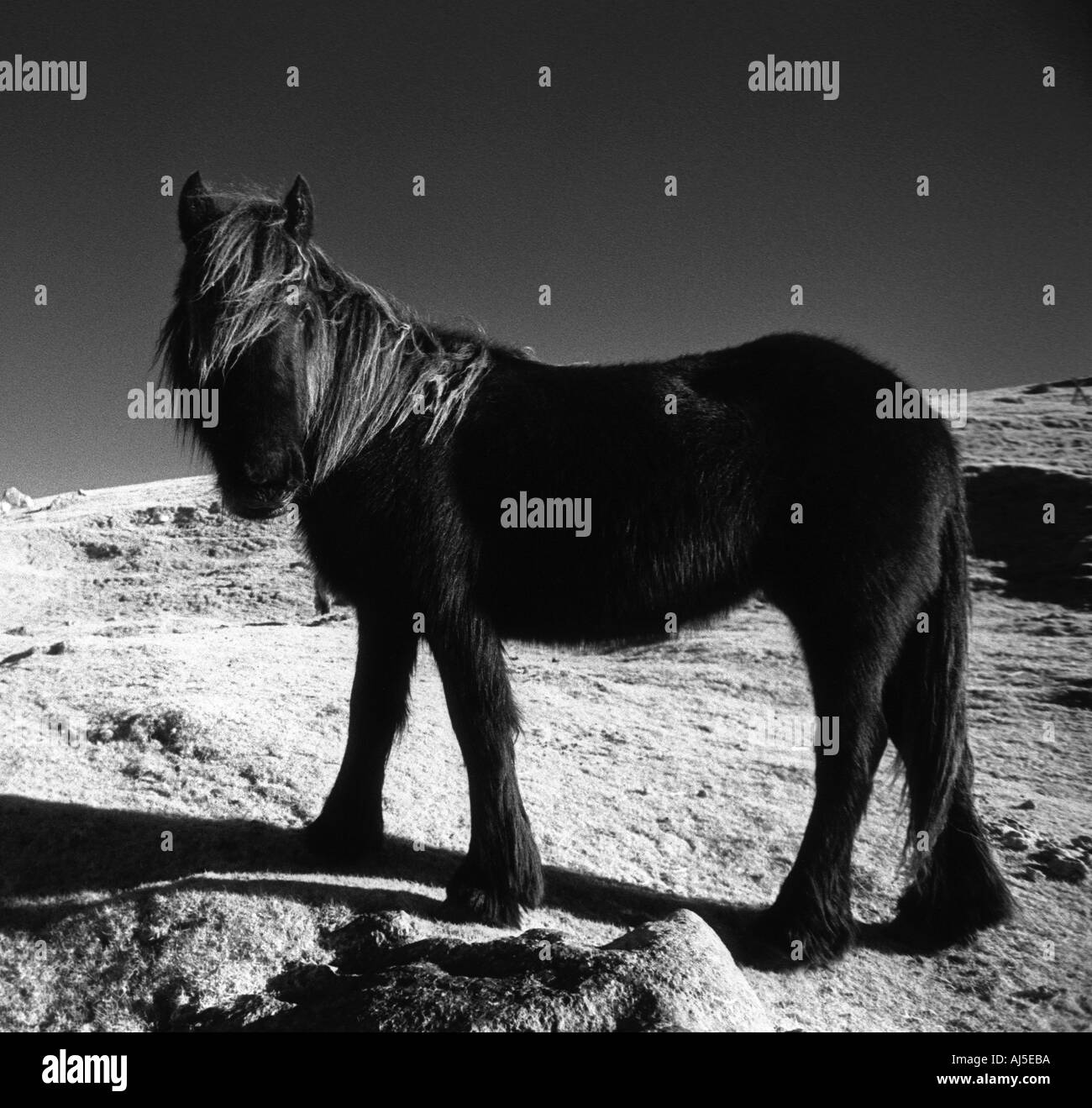 Fell ponies cumbria Black and White Stock Photos & Images - Alamy
