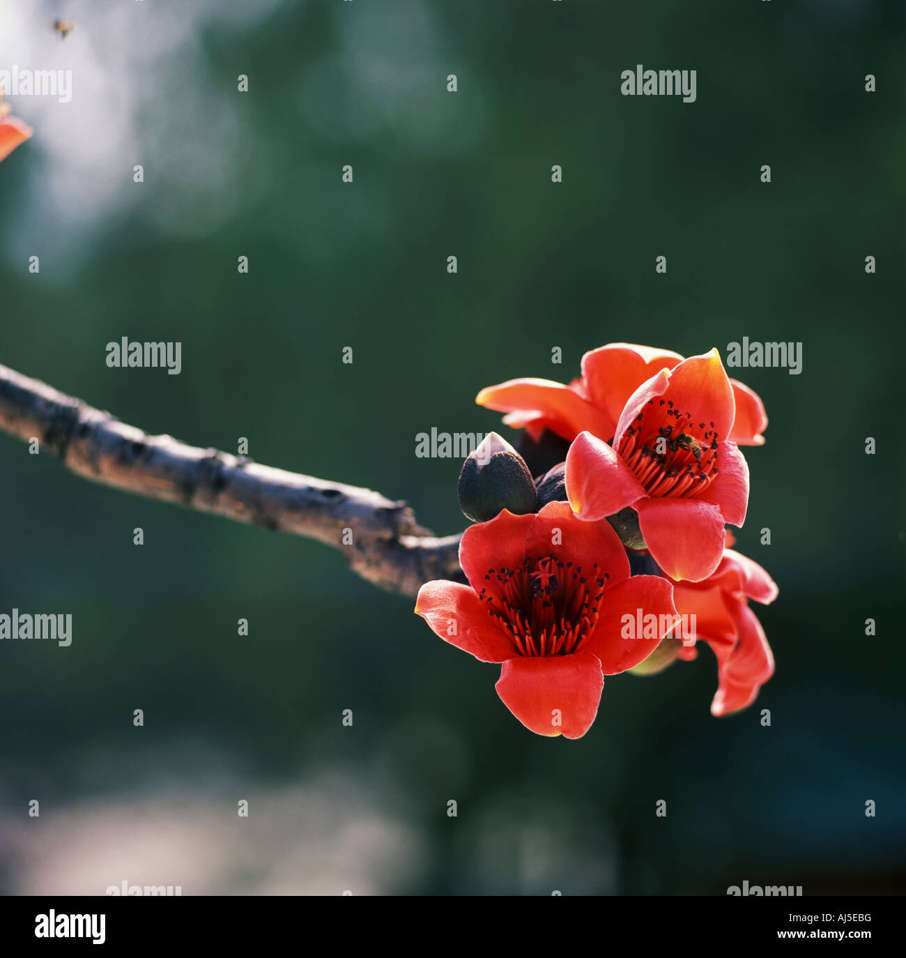 Kapok tree flower hi-res stock photography and images - Alamy