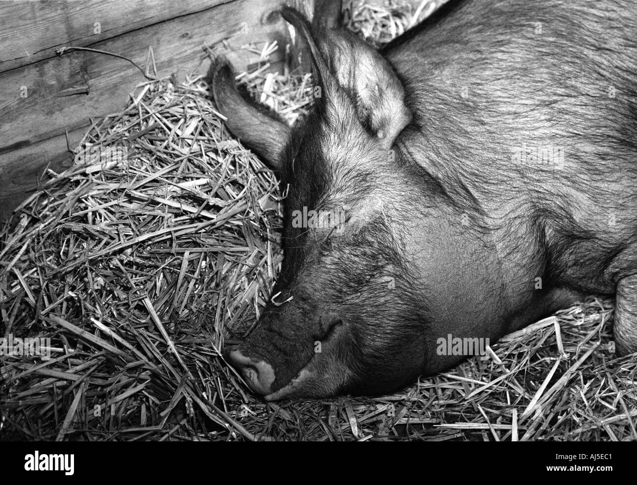 Prize winning pig asleep in stall at local agricultural show Stock ...