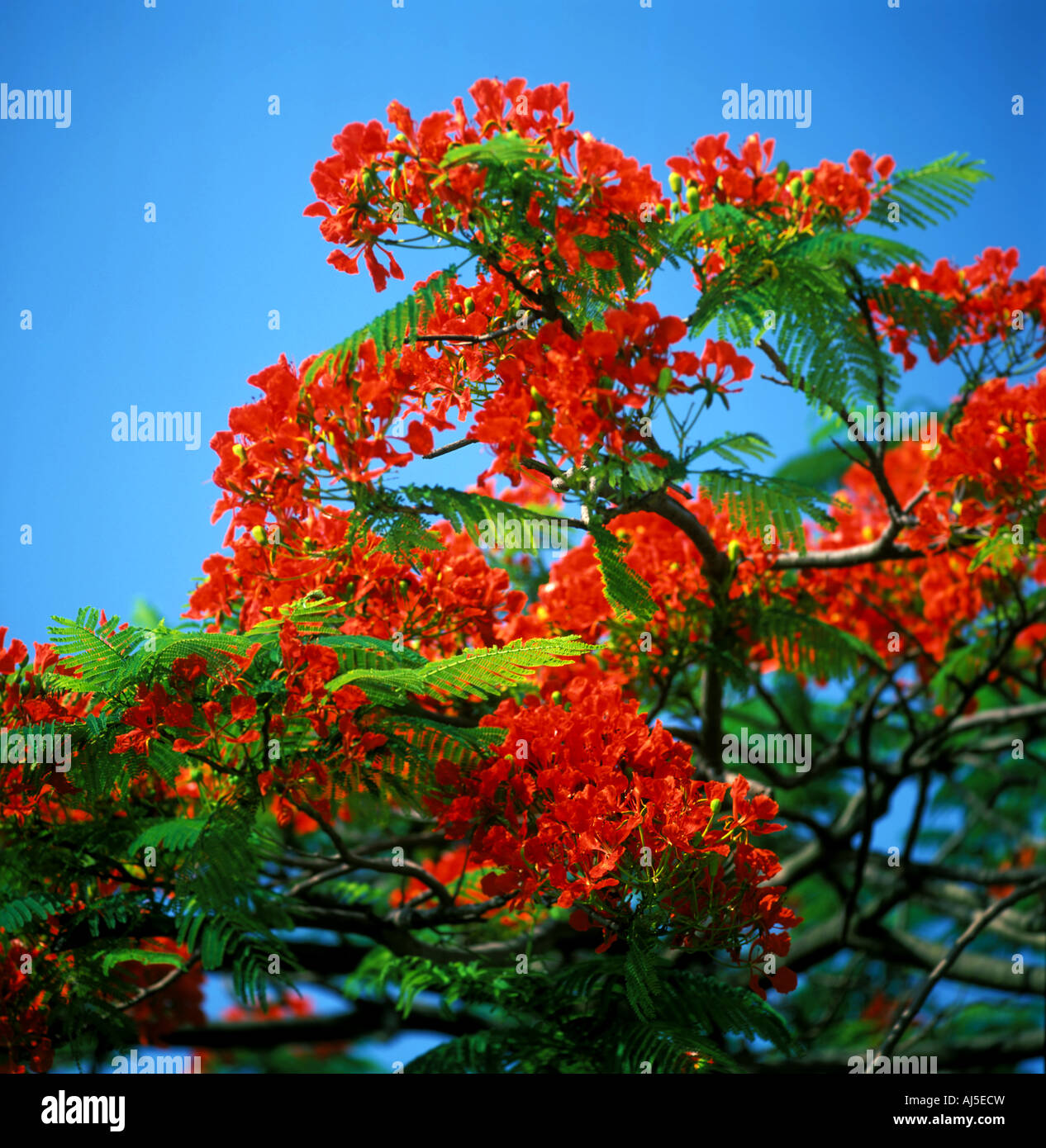 Poinciana tree hi-res stock photography and images - Alamy