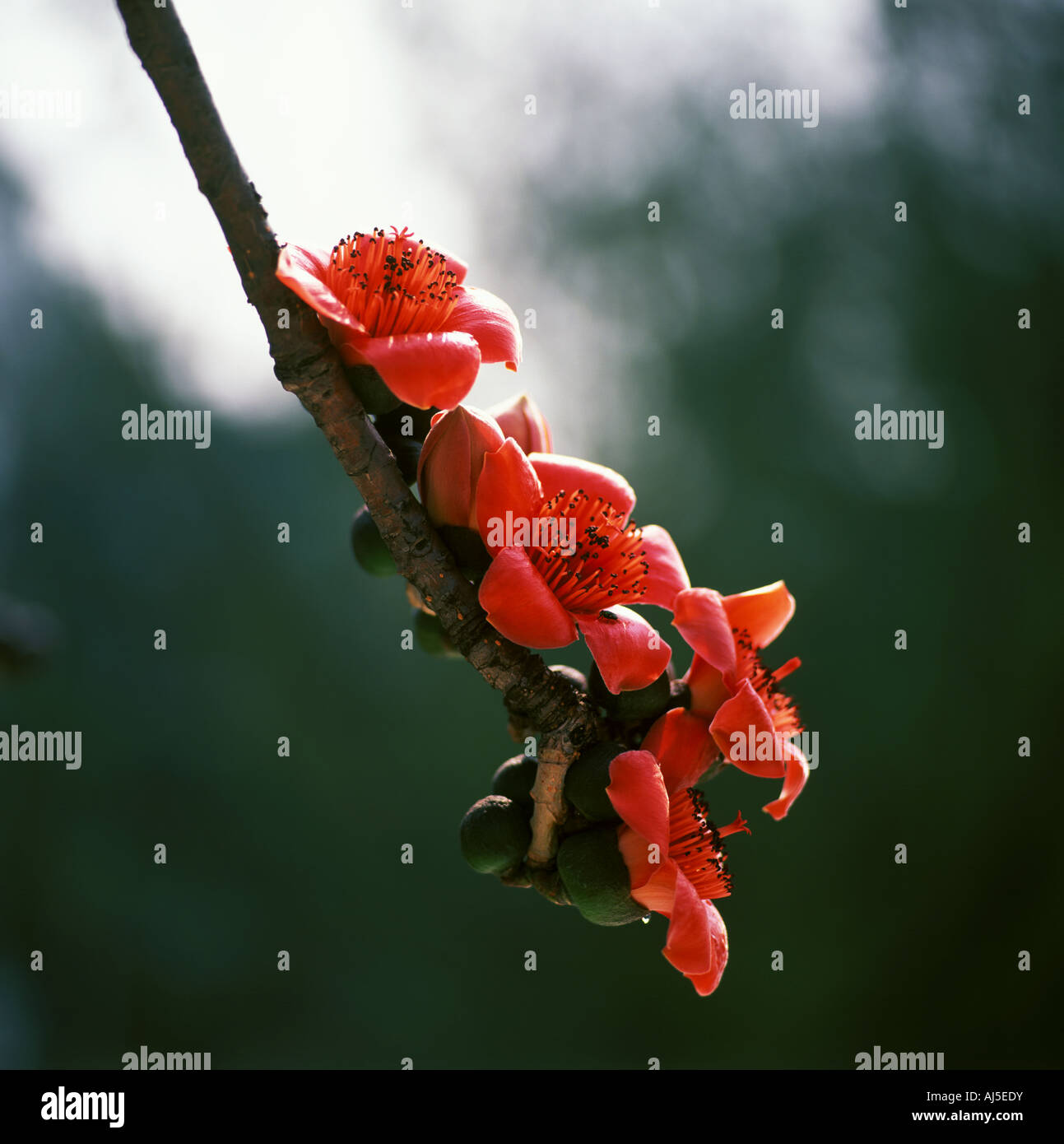 Kapok tree flower hi-res stock photography and images - Alamy