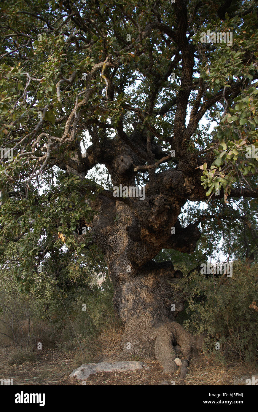 Any of various deciduous evergreen trees having lobed leaves bearing hi ...