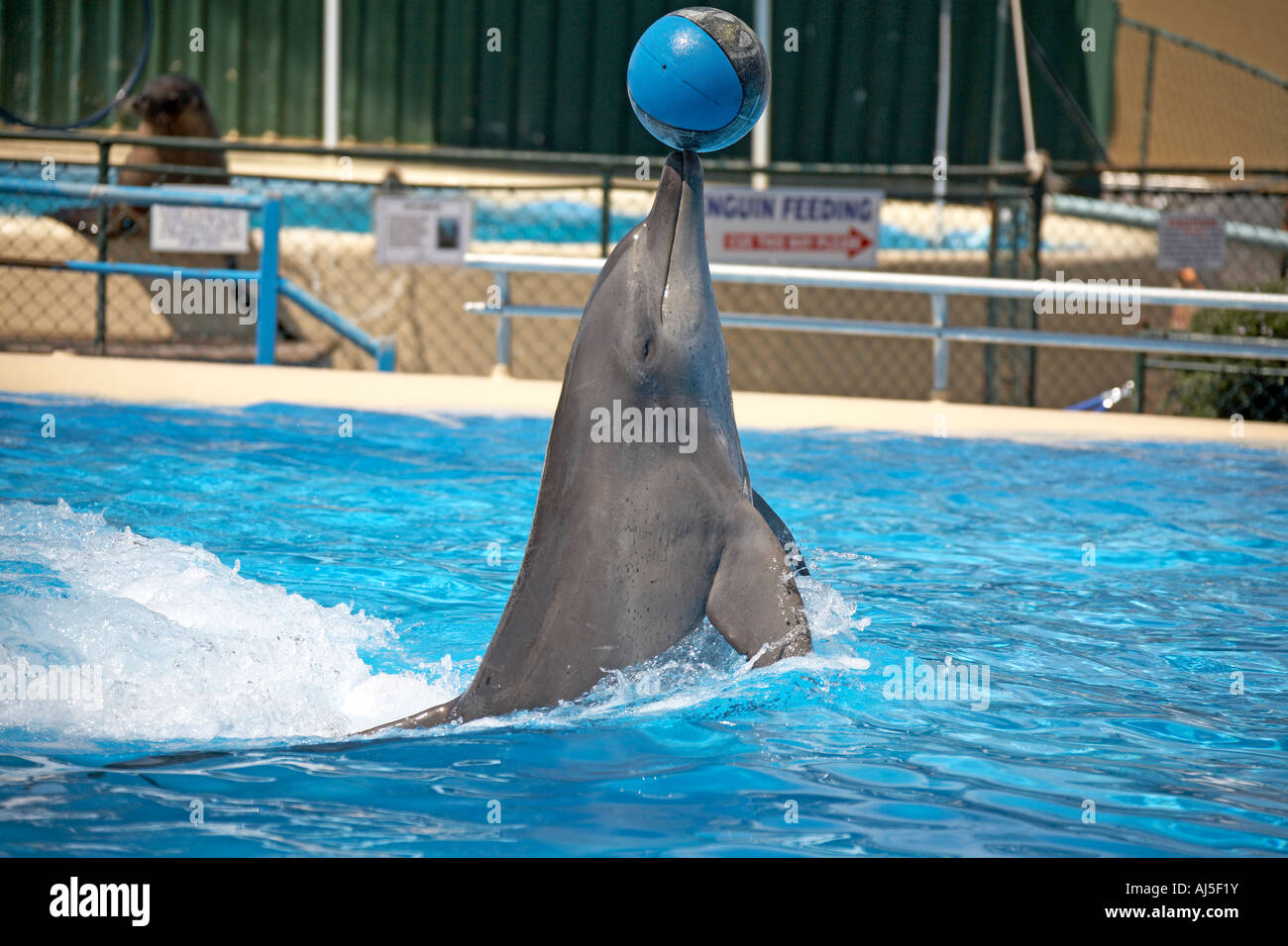 Bottlenose dolphin performing balancing a ball on its nose at Pet ...