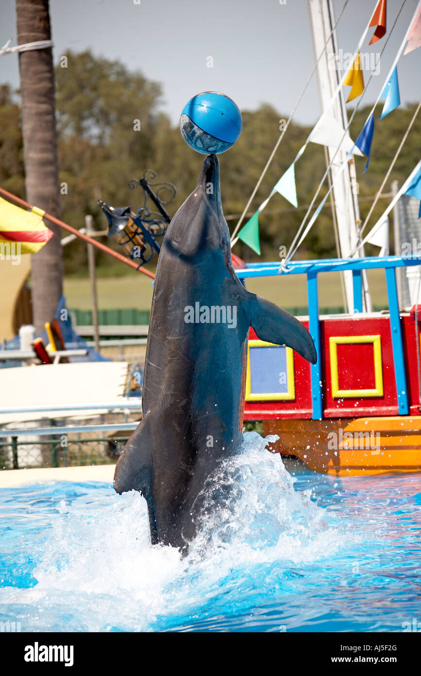 Bottlenose dolphin performing balancing a ball on its nose at Pet ...