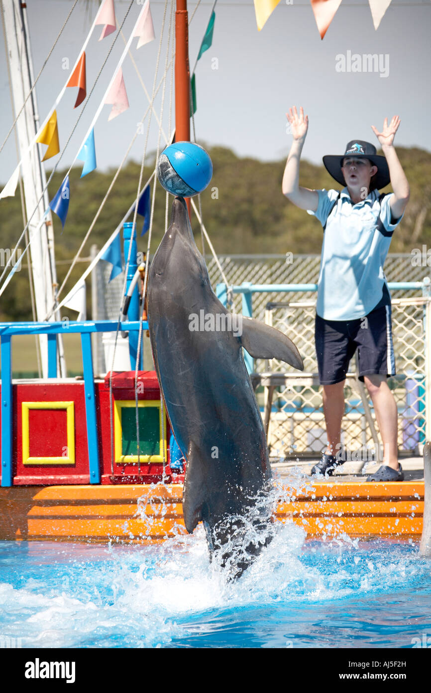 Bottlenose dolphin performing balancing a ball on its nose at Pet ...