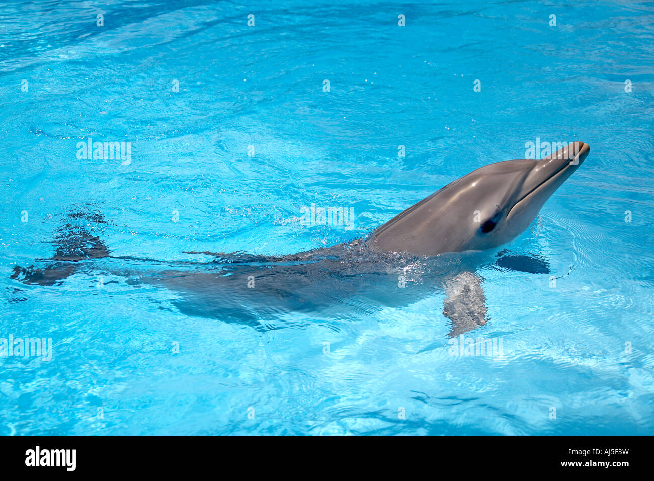 Bottlenose dolphin in pool at Pet Porpoise Pool oceanarium at Coffs ...