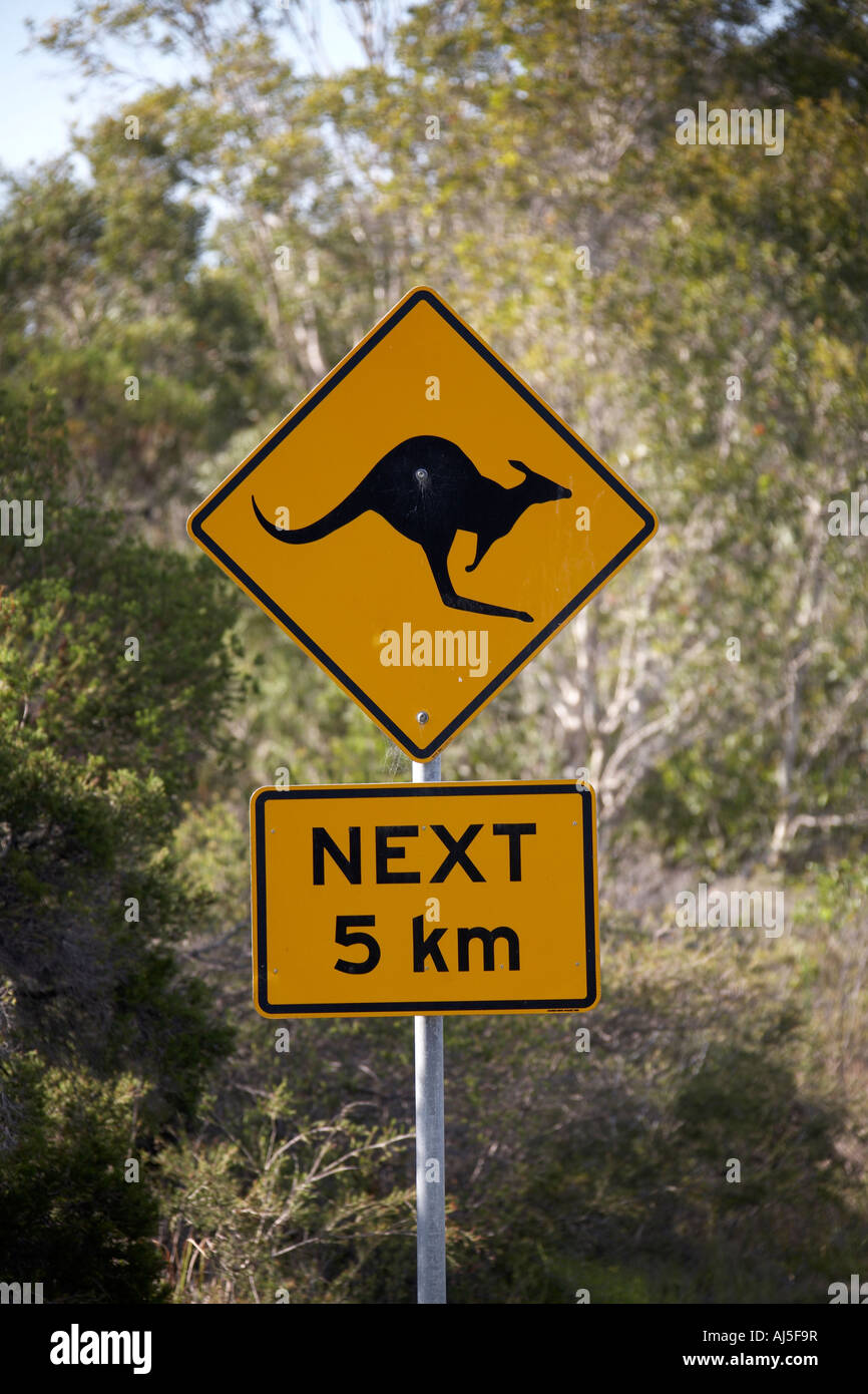Danger warning road sign of kangaroos crossing in next 5 km near Byron ...
