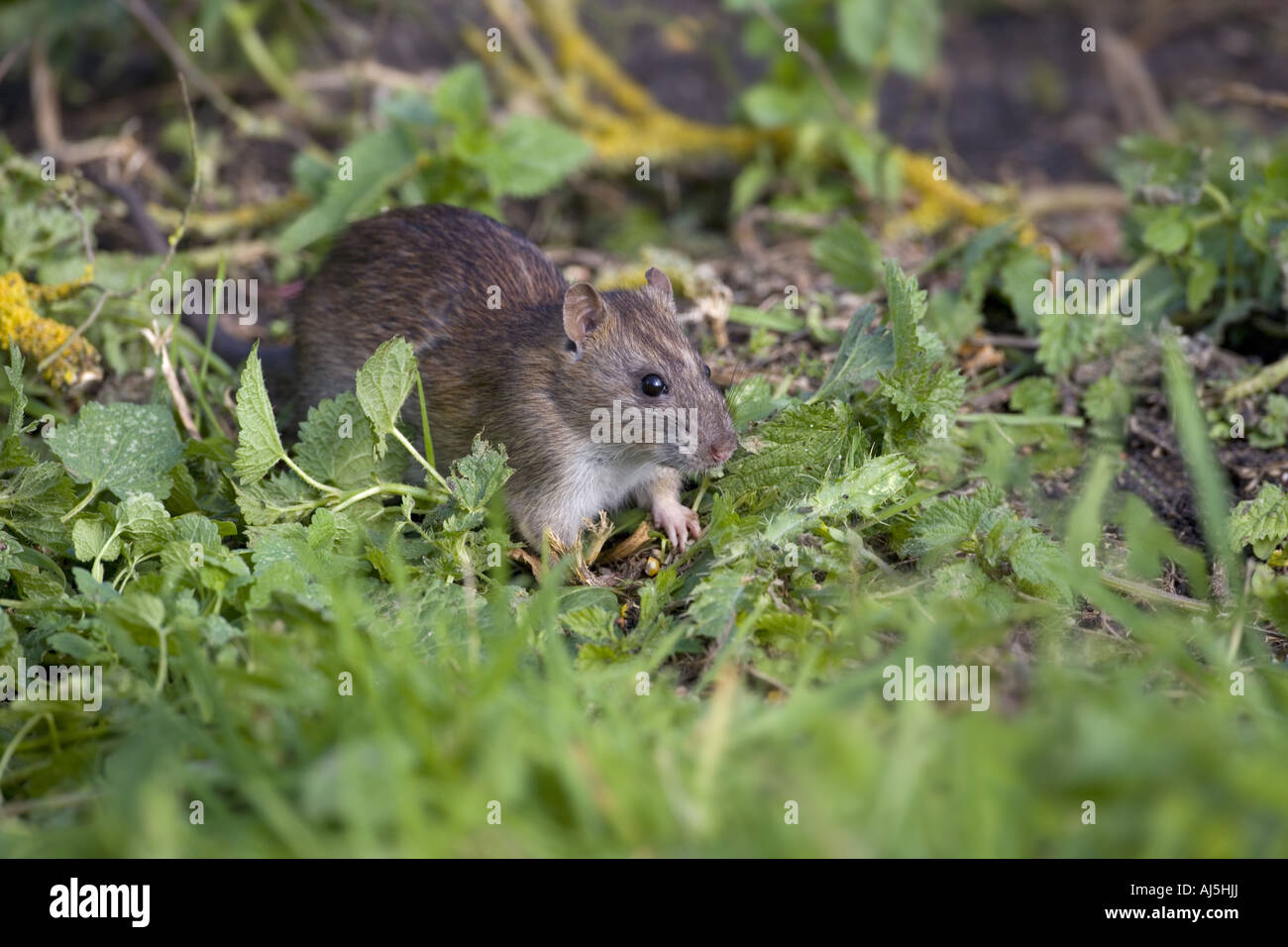 Brown Rat Rattus norvegicus on arable farm Stock Photo - Alamy