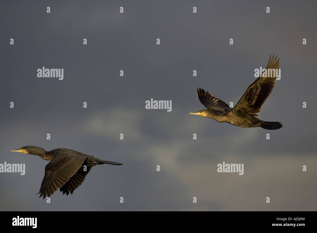 Cormorant birds in flight hi-res stock photography and images - Alamy