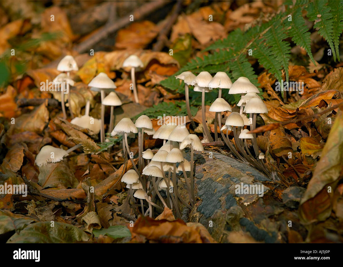Angels Bonnet High Resolution Stock Photography and Images - Alamy