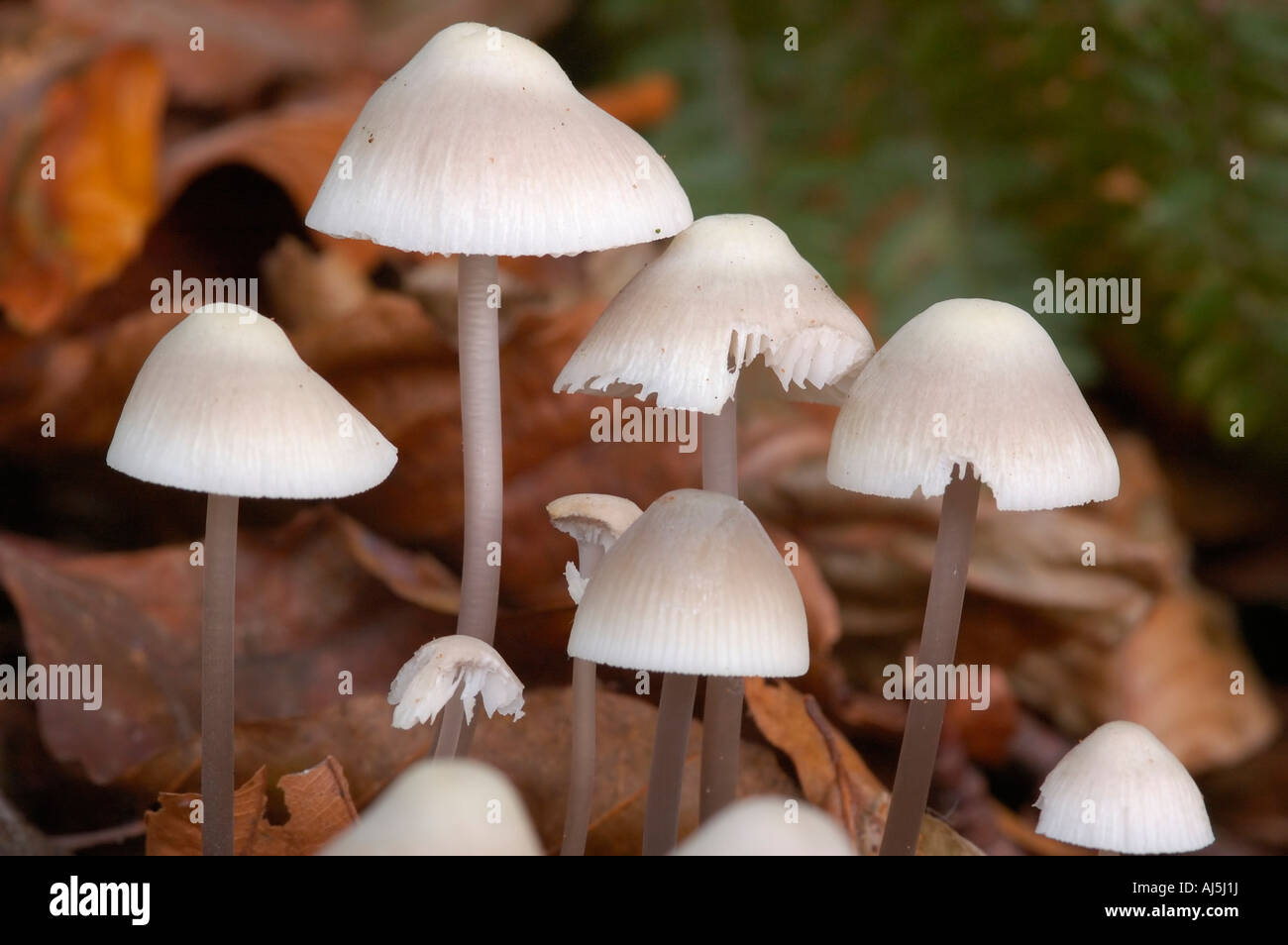 Angels Bonnet High Resolution Stock Photography and Images - Alamy