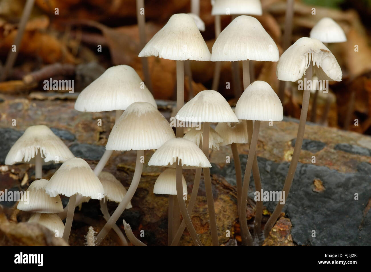 Angels bonnet hi-res stock photography and images - Alamy