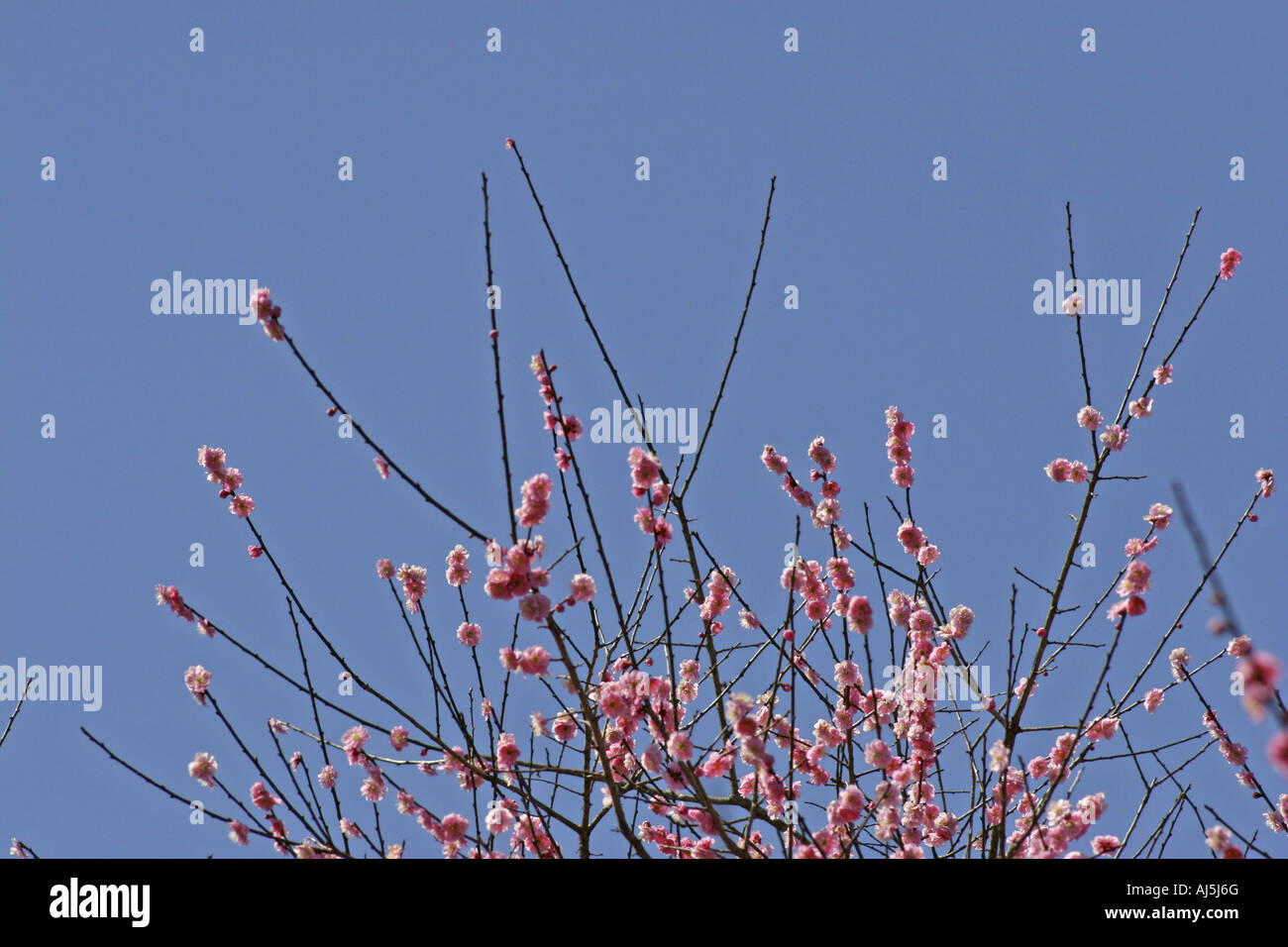 The Japanese Plum blossoms at Yoshino Baigo Ohme Tokyo Japan Stock ...
