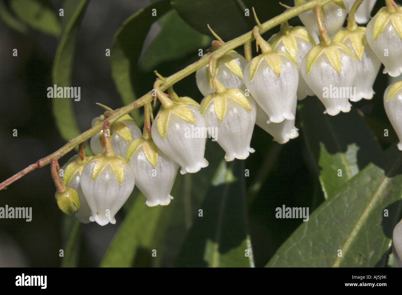 Japanese andromeda hi-res stock photography and images - Alamy