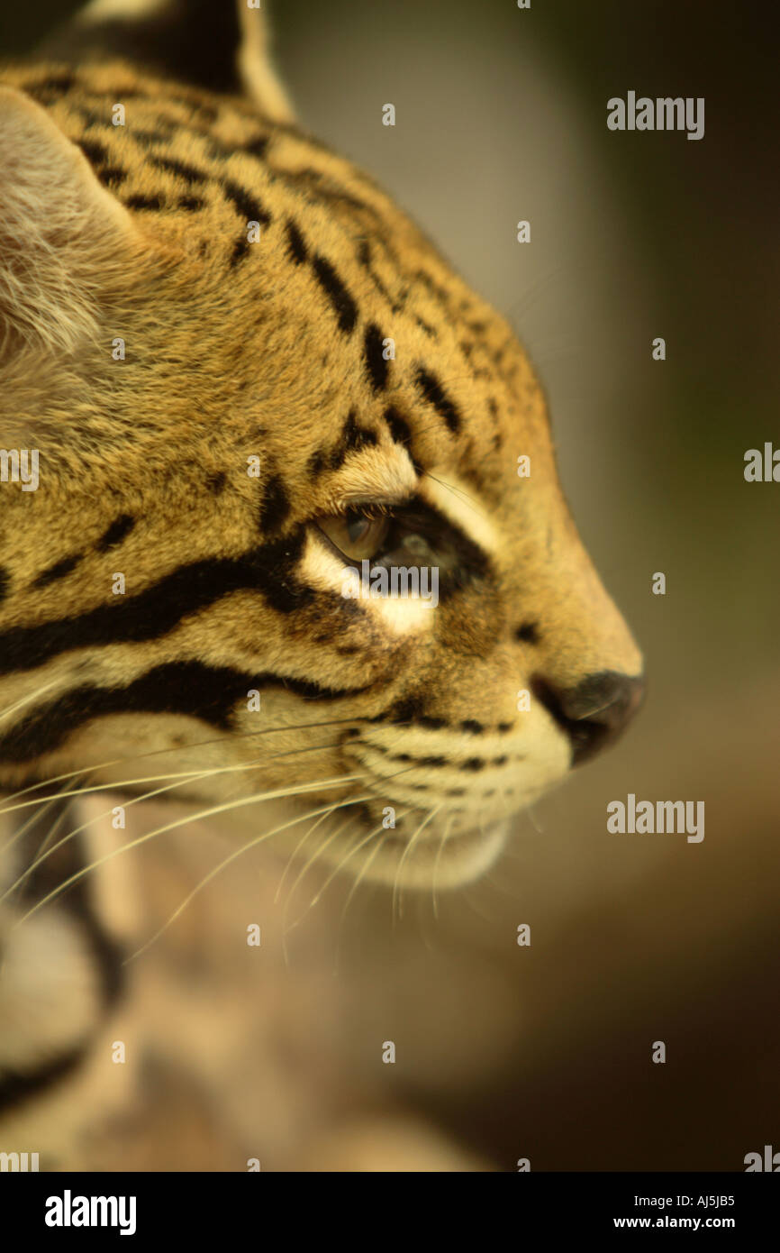 Linx cat Singapore Stock Photo - Alamy