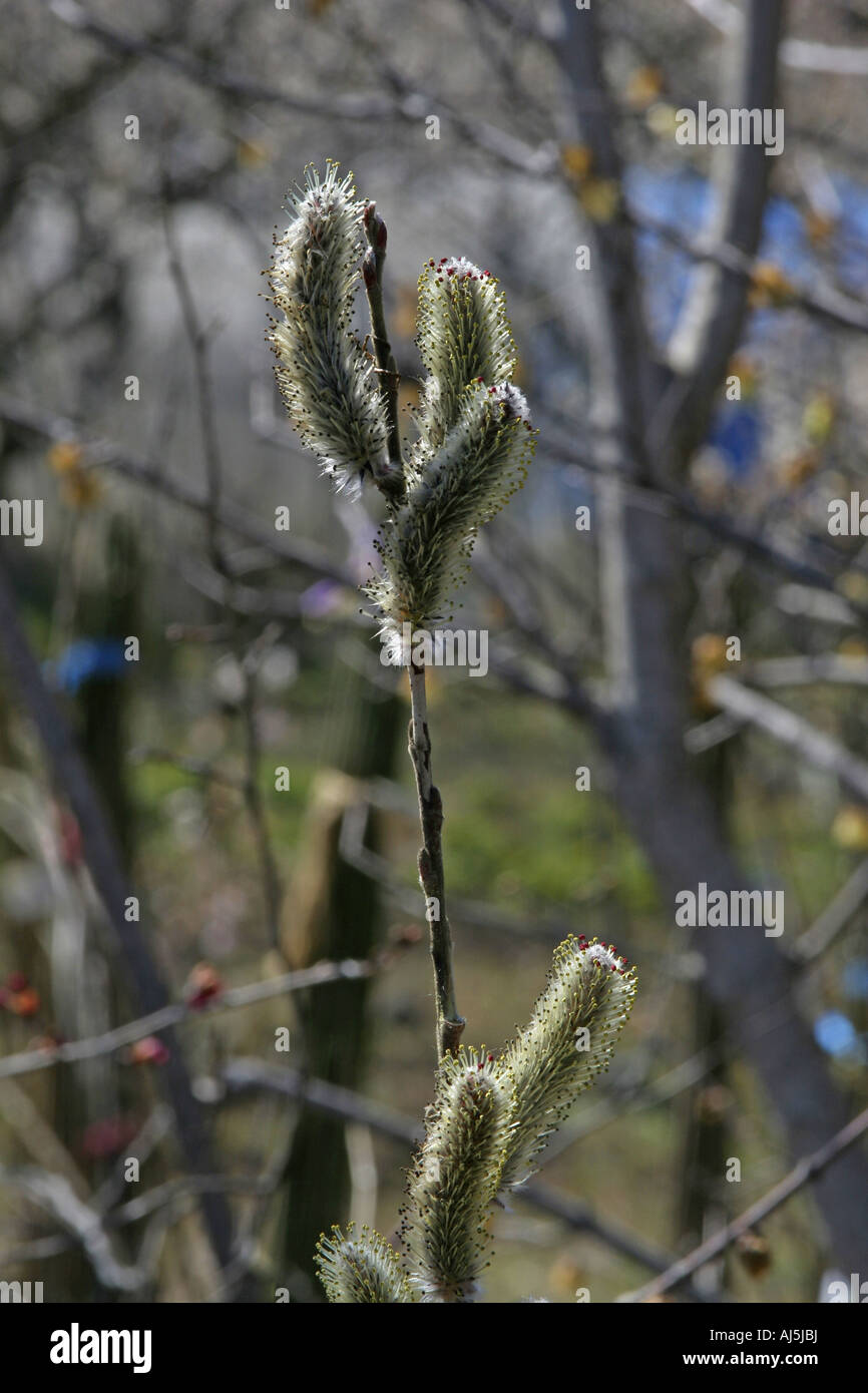 Yoshino Baigo Ome Tokyo Japan Stock Photo - Alamy