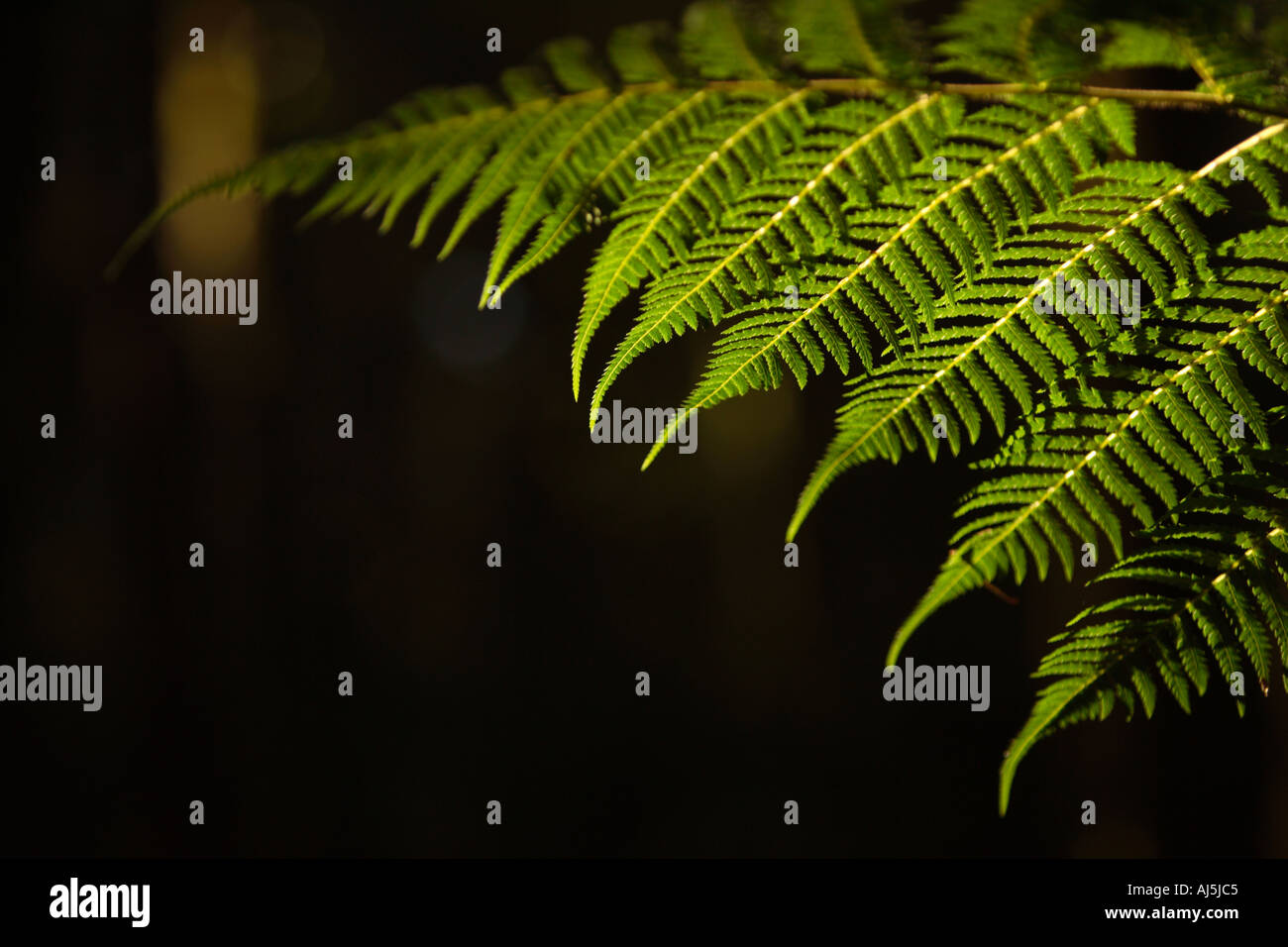 Green tree fern Australia Stock Photo - Alamy